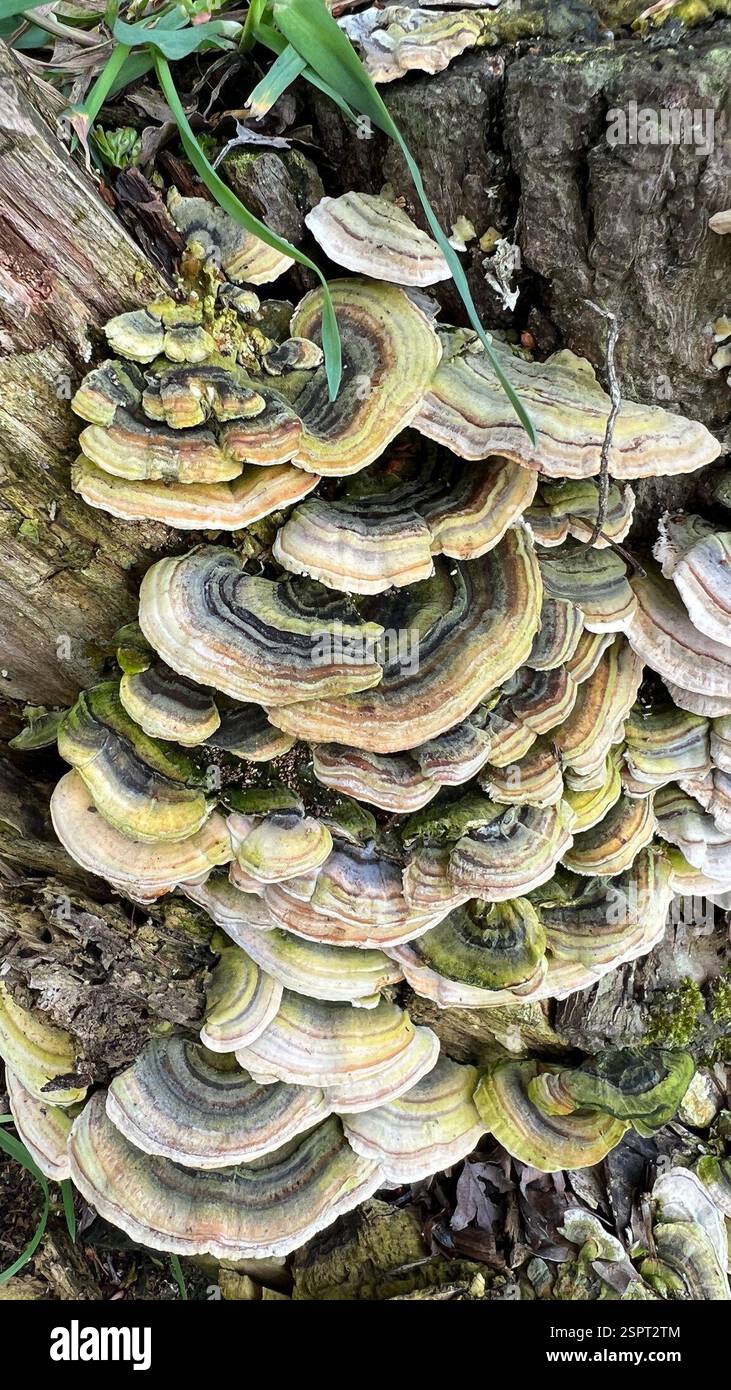 turkey-tail (Trametes versicolor), Fungi, Wyboston, Chawston and ...