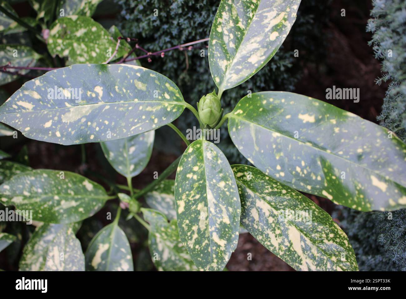 Japanese acuba (Aucuba japonica Stock Photo - Alamy