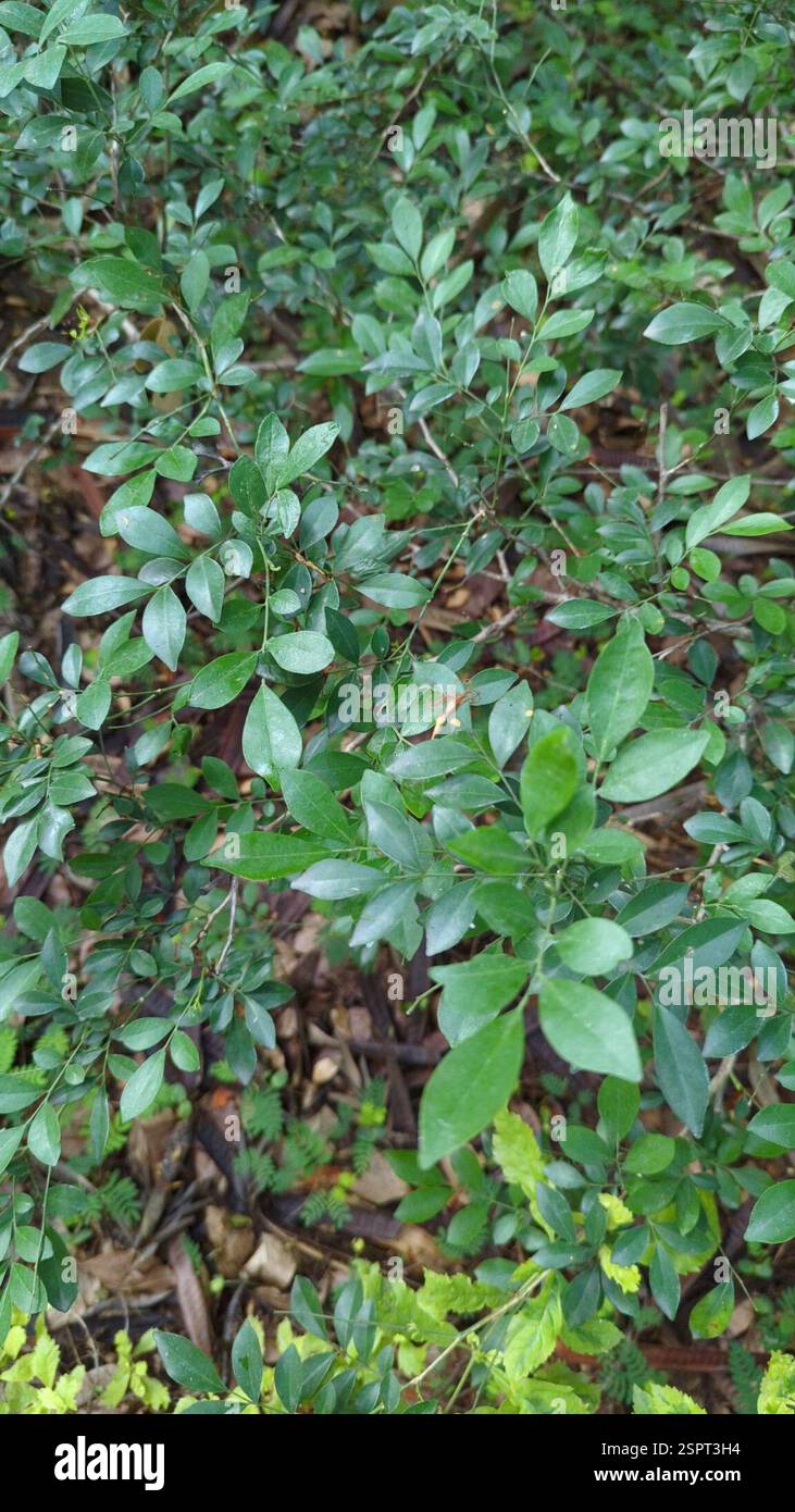 plants (Plantae), Plantae, Defence Colony, Indiranagar, Bengaluru ...