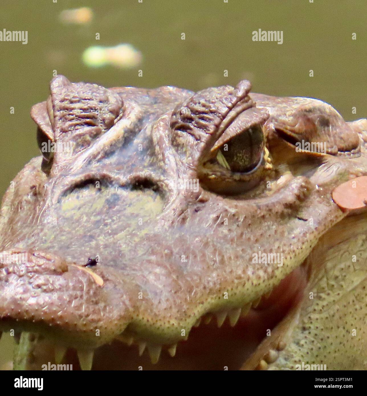 Spectacled Caiman (Caiman crocodilus), Reptilia, Comarca Embera Wounaan ...