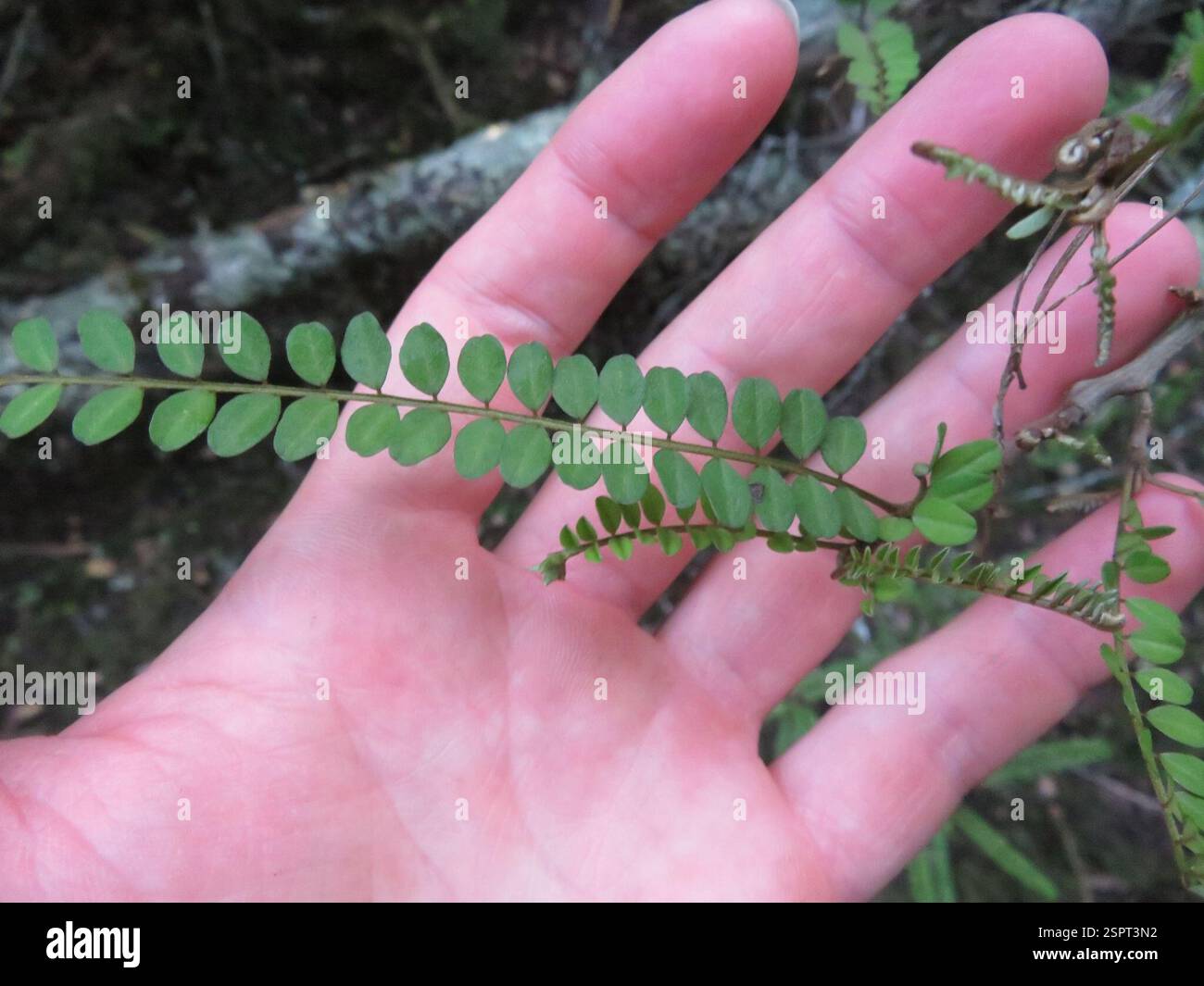 Small-leaved kowhai (Sophora microphylla), Plantae, The Back Valley Hut ...