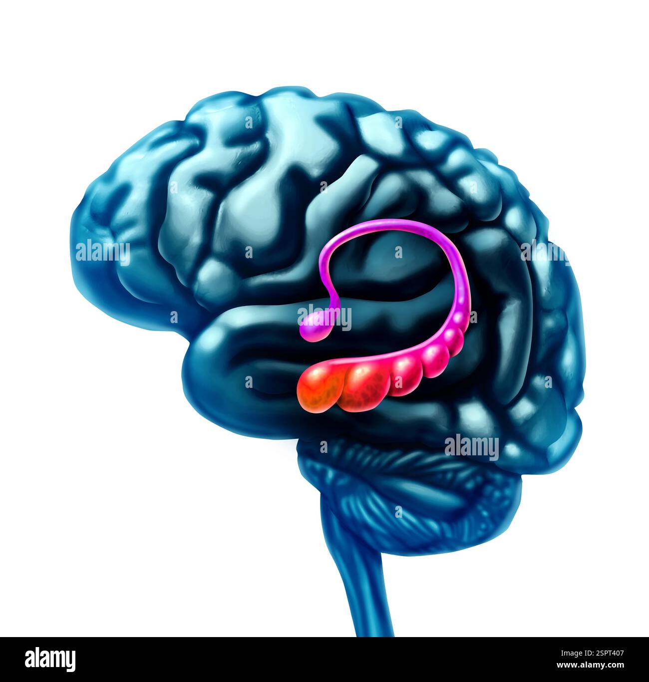 Hippocampus Brain and amygdala Anatomy medical concept as part of the limbic system related to ...