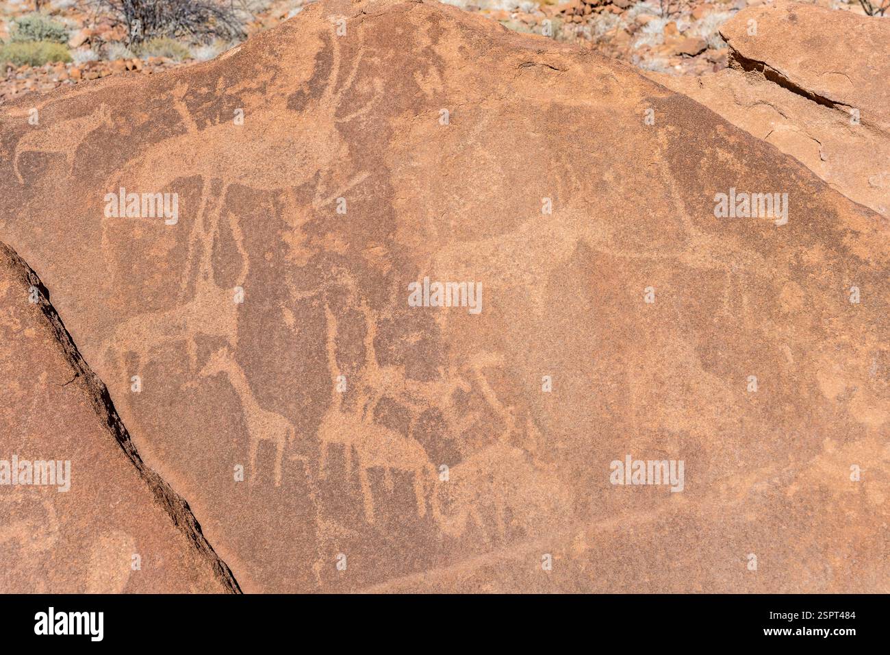 prehistorical engraving of animals on sandstone rocks, shot in bright ...