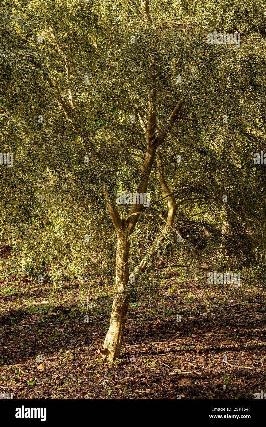 Delightful small tree Azara microphylla variegated (variegated box-leaf ...