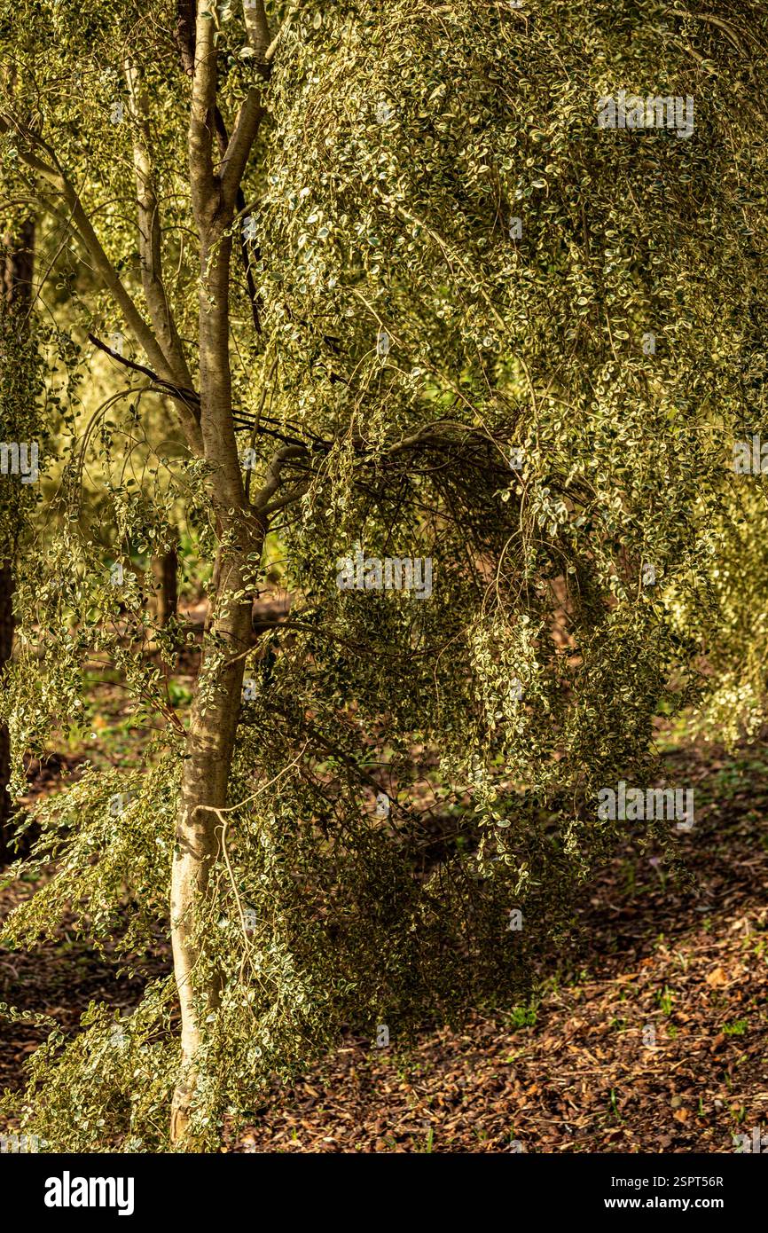 Delightful small tree Azara microphylla variegated (variegated box-leaf ...