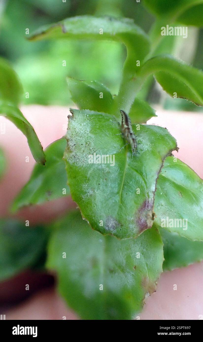 Willowherb Mildew (Podosphaera epilobii), Fungi, Chatham Islands ...