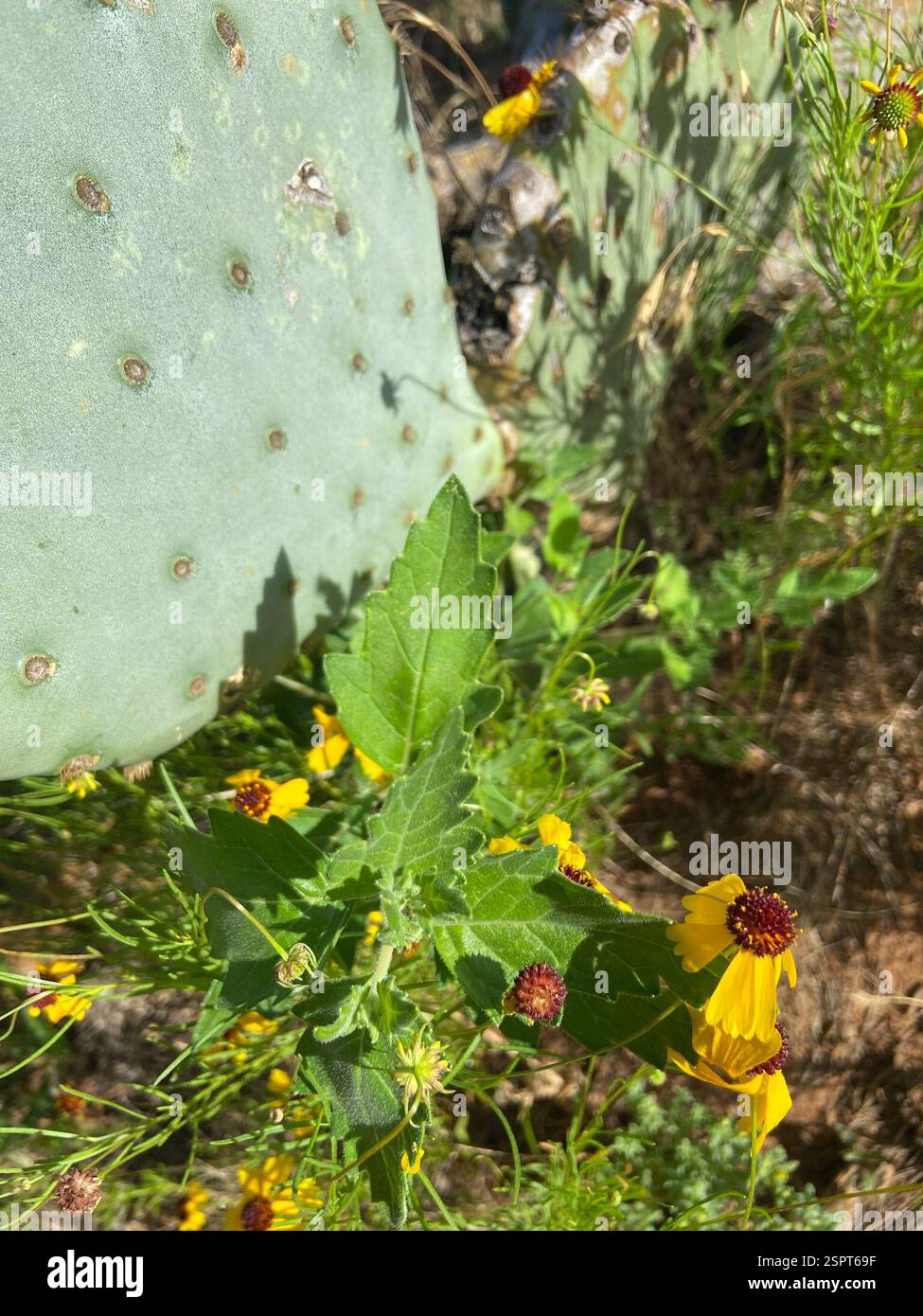 Awnless Bushsunflower (Simsia calva), Plantae, Burnet, TX, US Stock ...