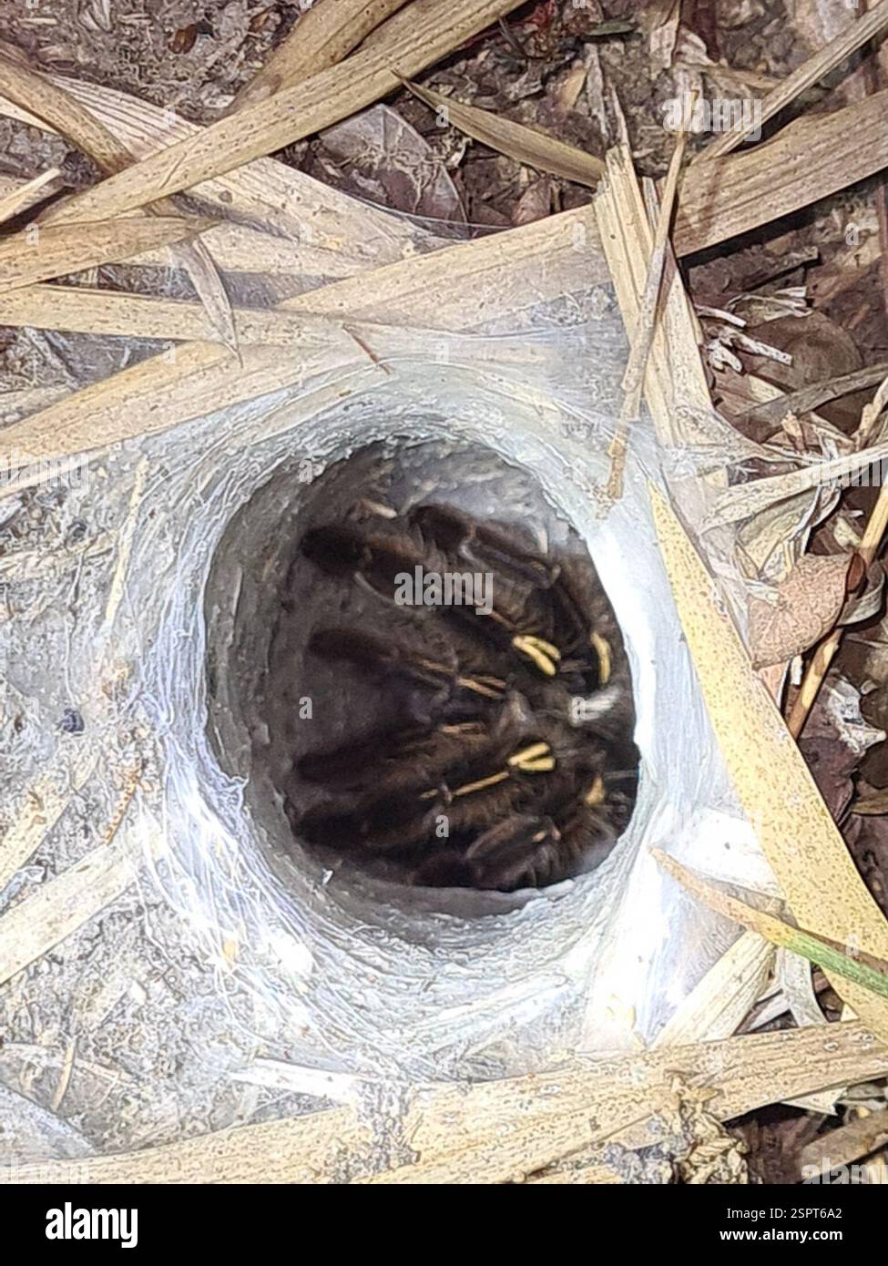 Yellow-kneed Skeleton Tarantula (Ephebopus murinus), Arachnida ...