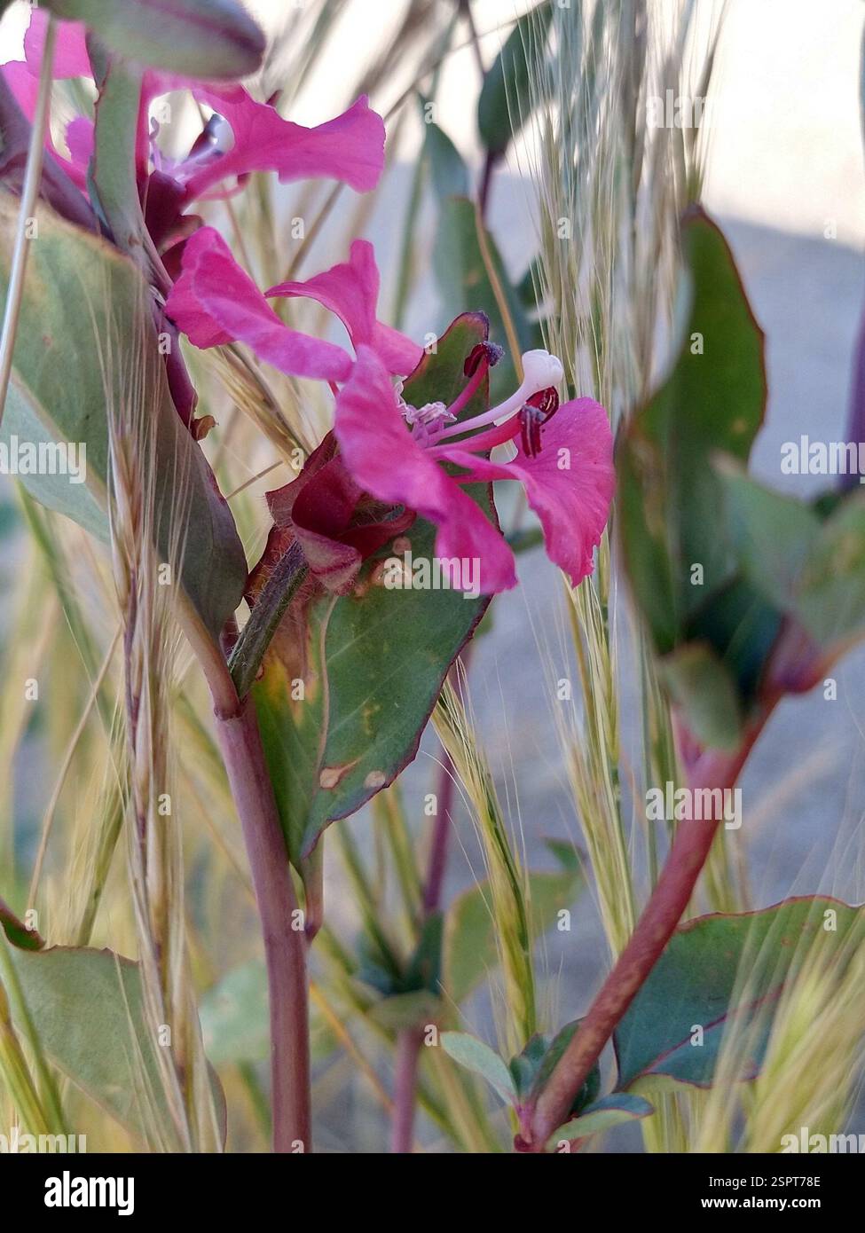 Clarkias (Clarkia), Plantae, California State University, Stanislaus ...