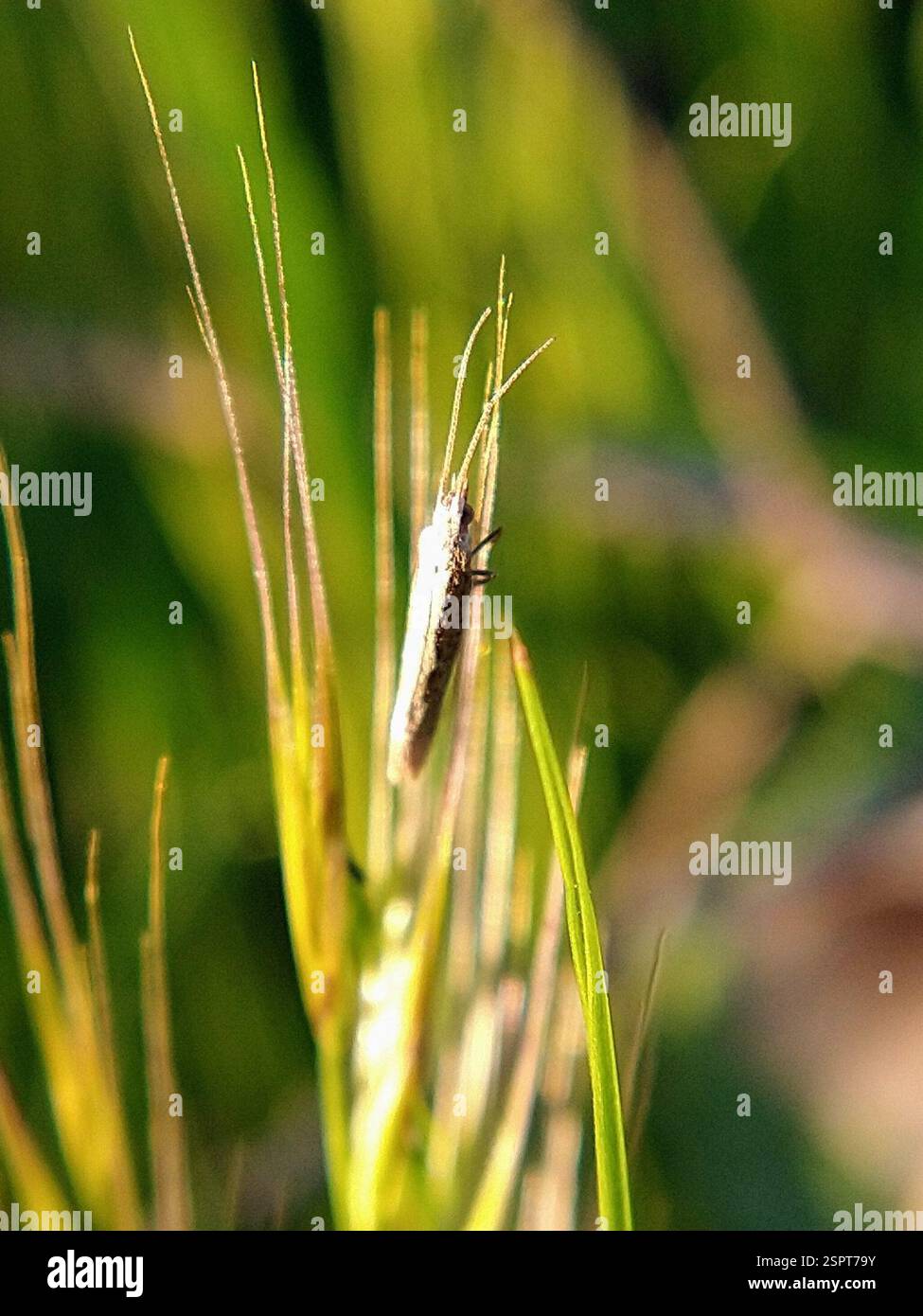 Diamondback Moth (Plutella xylostella), Insecta, California State ...