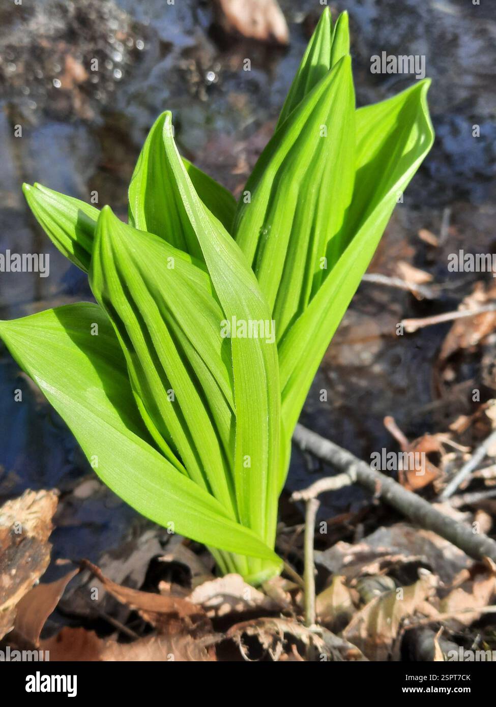 green false hellebore (Veratrum viride), Plantae, Poughquag, NY 12570 ...