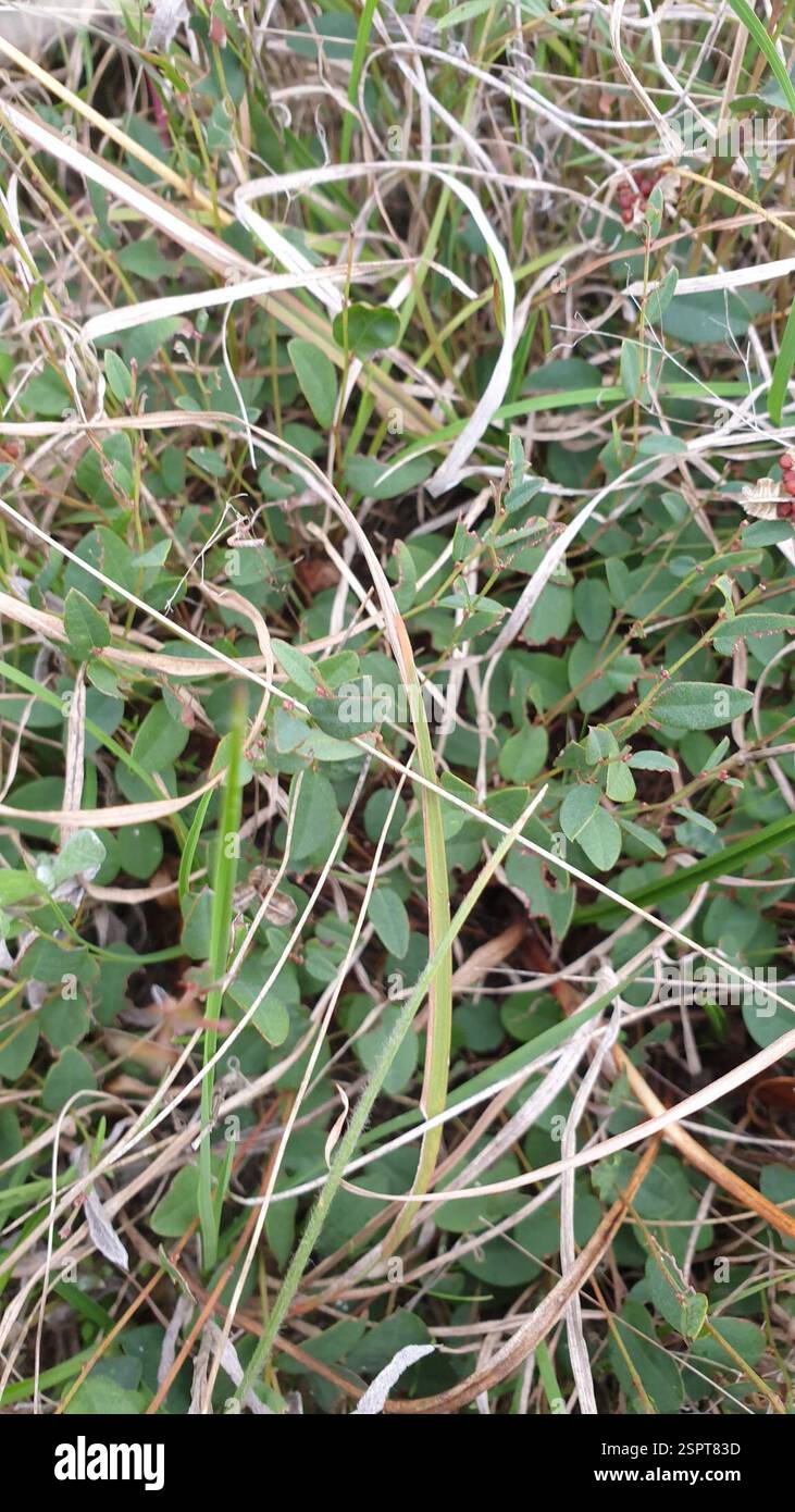 creeping bossiaea (Bossiaea prostrata), Plantae, Sunbury VIC 3429 ...