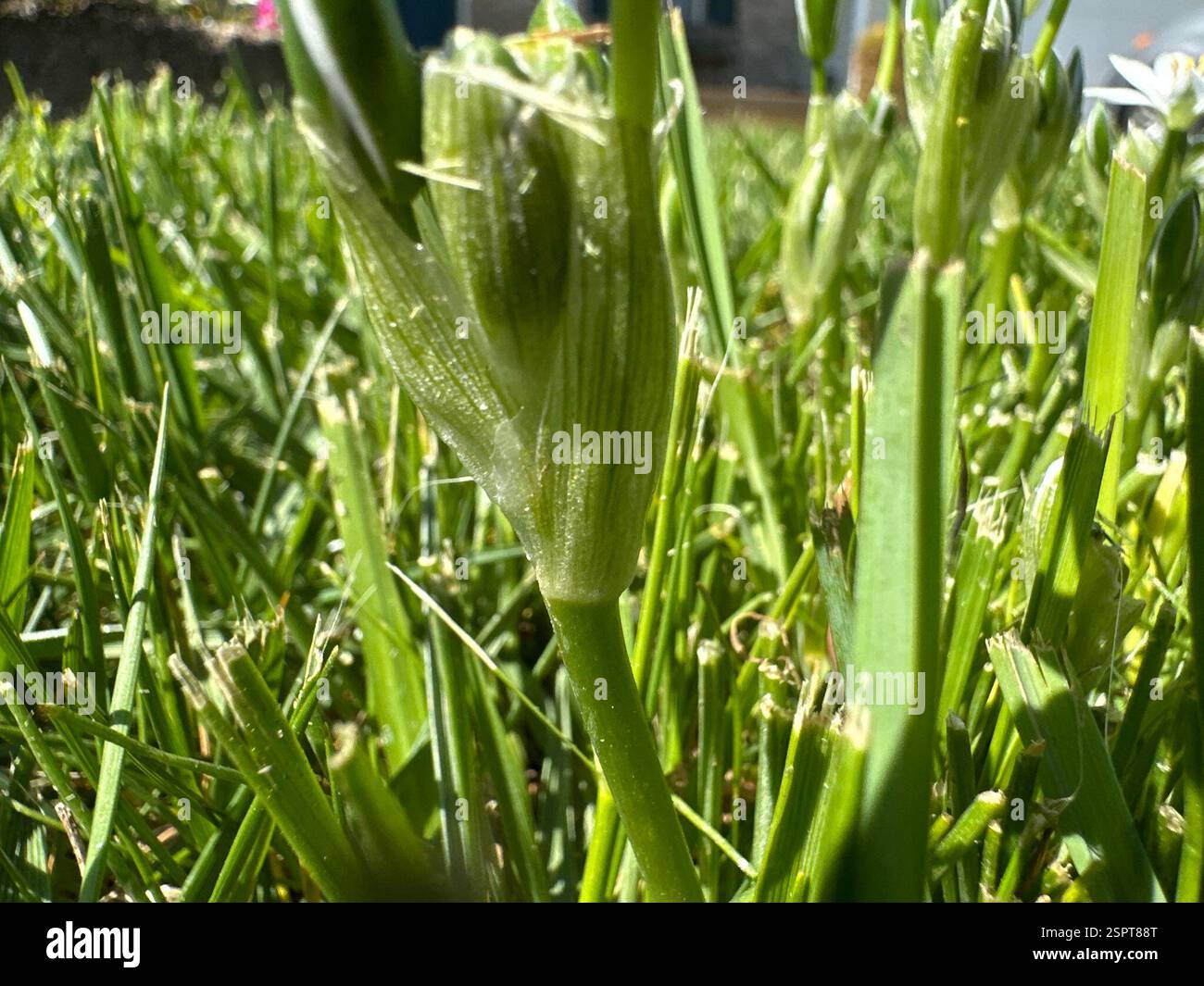 common star-of-Bethlehem (Ornithogalum umbellatum), Plantae, Kentucky ...