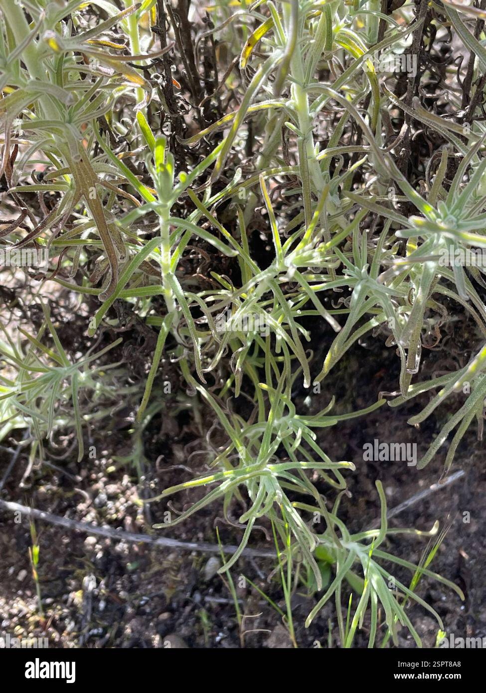 Woolly Indian Paintbrush (Castilleja foliolosa), Plantae, Fort Ord ...