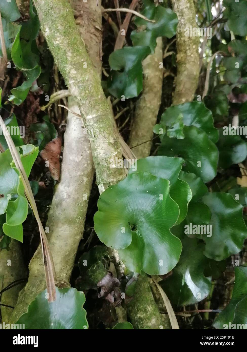 kidney fern (Hymenophyllum nephrophyllum), Plantae, Hapuka Estuary Walk ...