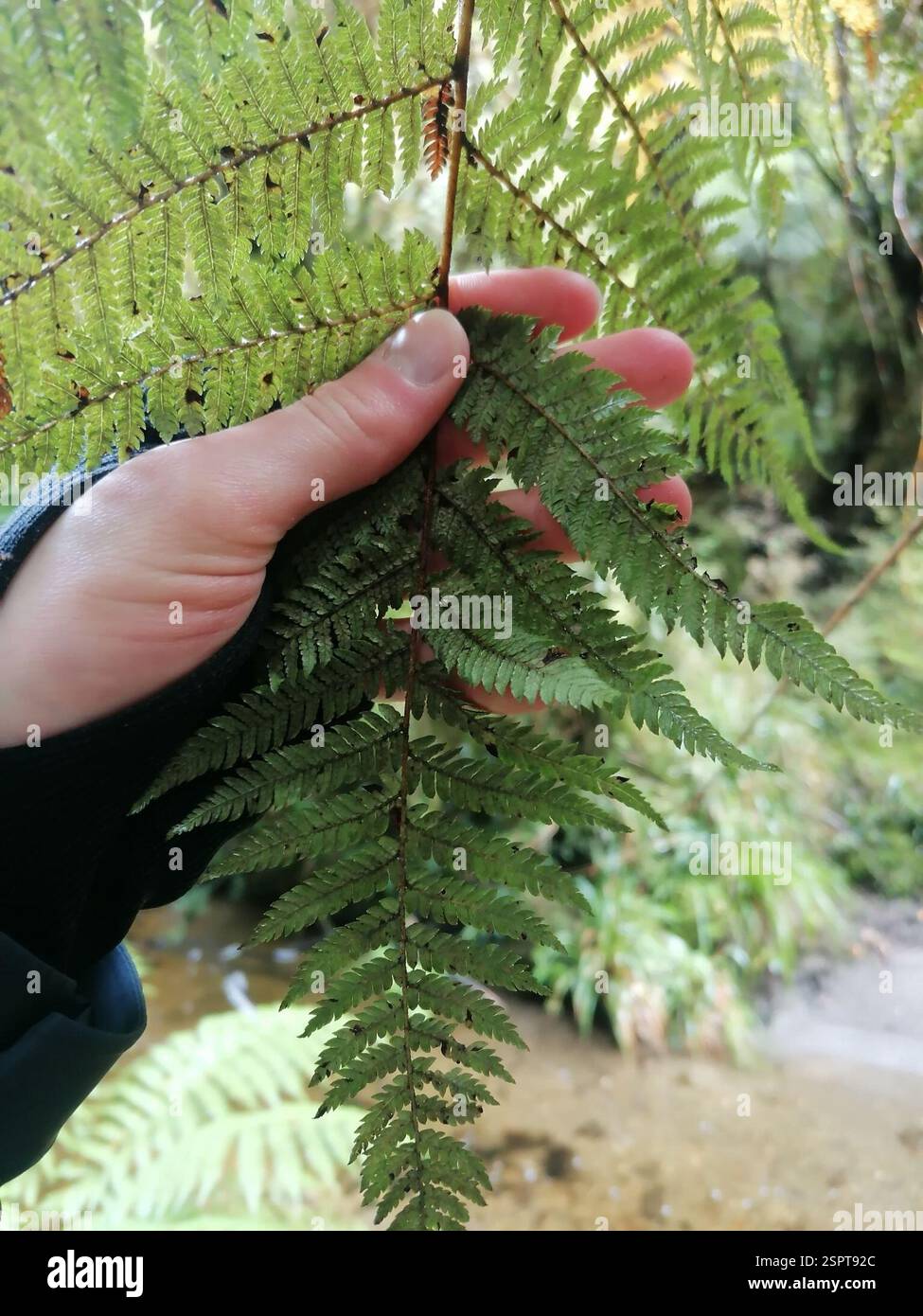 golden tree fern (Dicksonia fibrosa), Plantae, 7886, New Zealand Stock ...