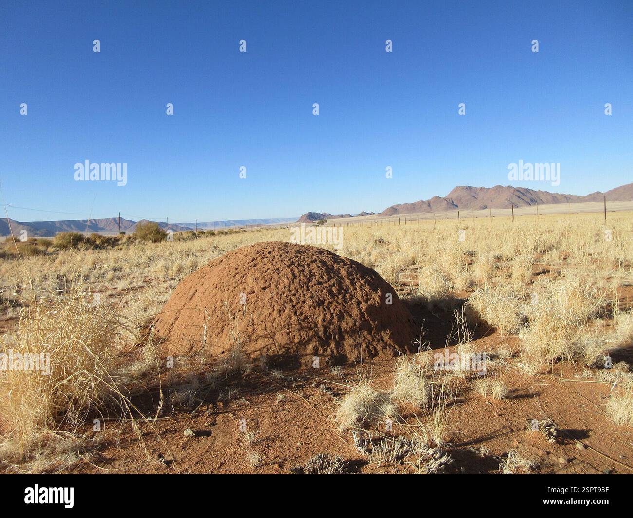 Snouted Harvester Termite (Trinervitermes trinervoides), Insecta ...