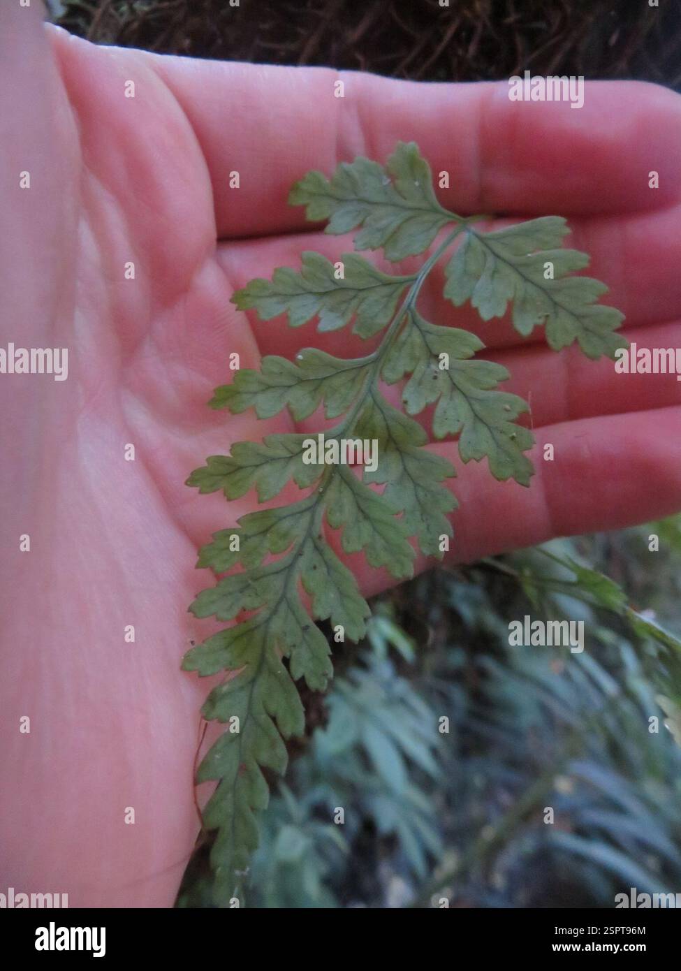 leatherleaf fern (Rumohra adiantiformis), Plantae, Orepuki Stock Photo ...