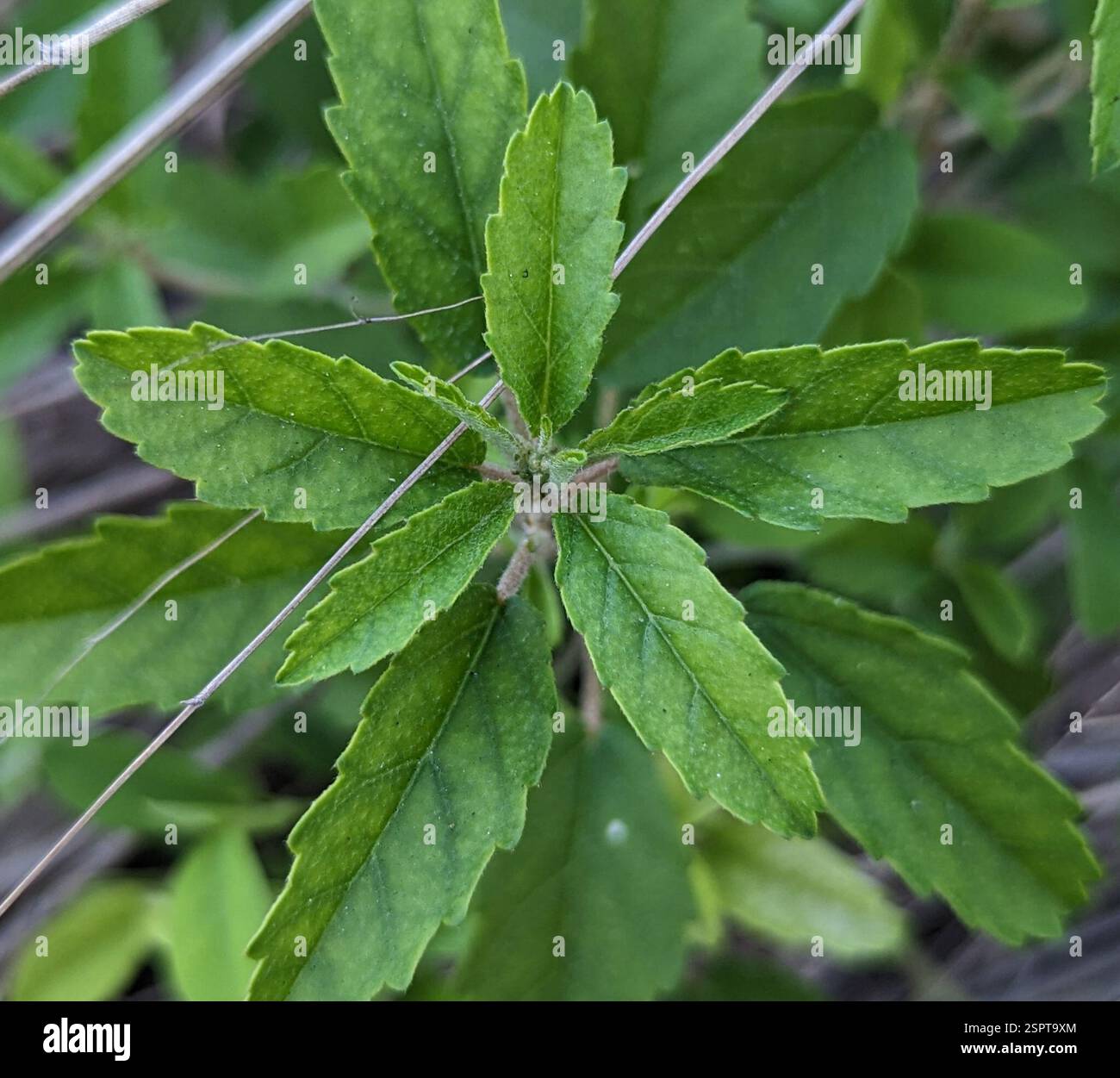 Tropic Croton (Croton glandulosus), Plantae, 4th St S + 9th Ave S, St ...