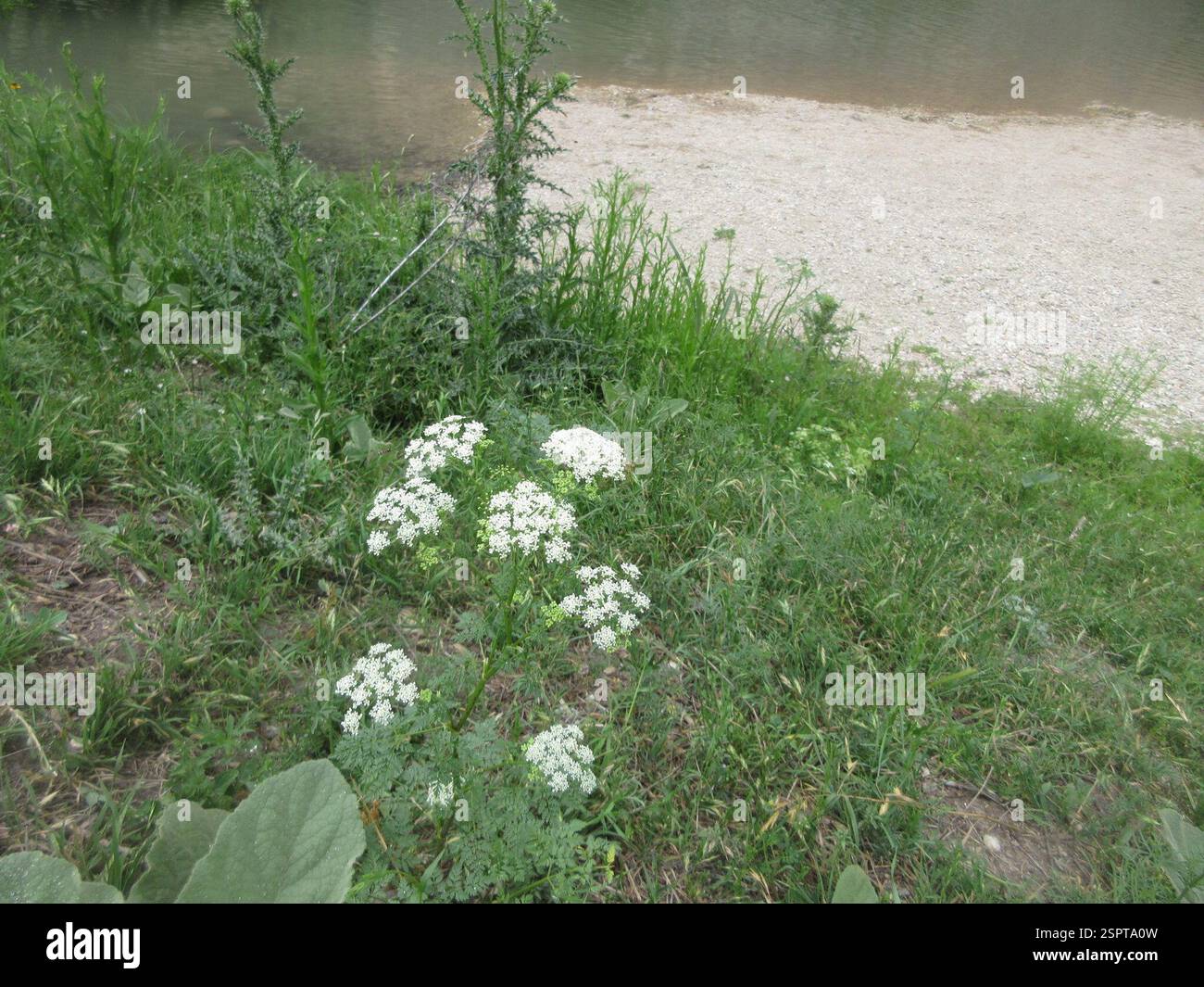 poison hemlock (Conium maculatum), Plantae, Guadalupe River State Park ...