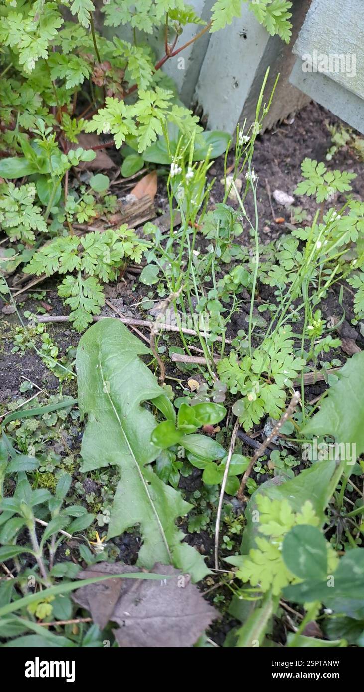 mouse-ear cress (Arabidopsis thaliana), Plantae, Whitegate and Marton ...
