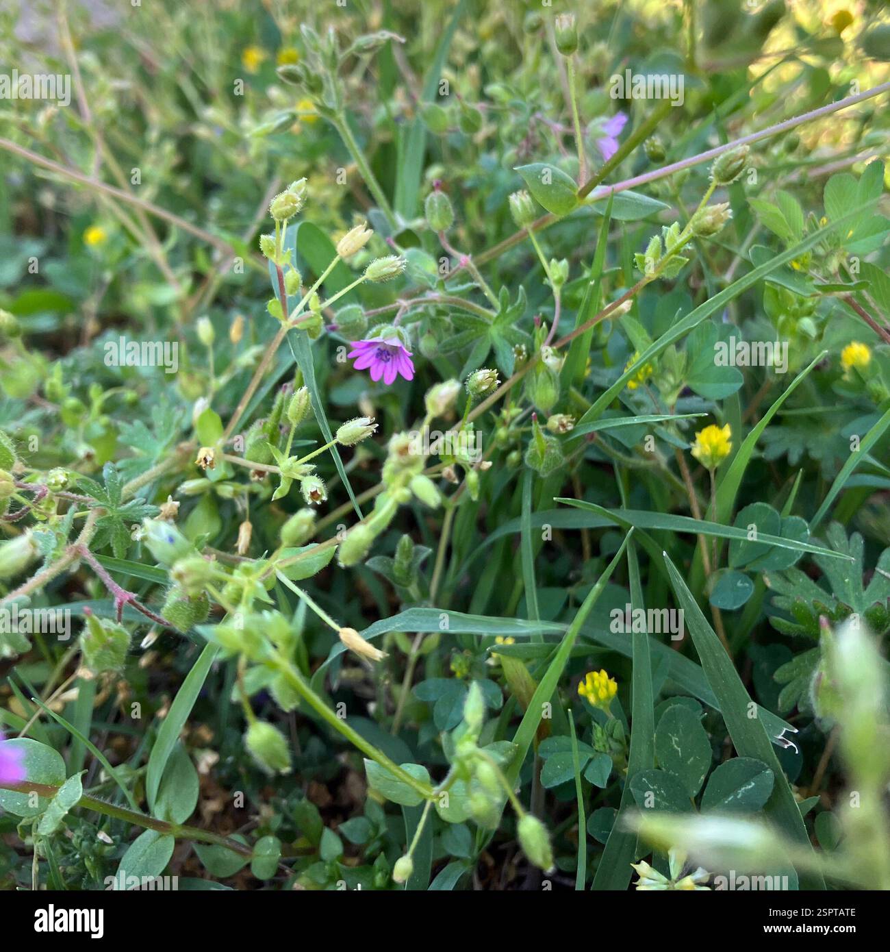 Dove's-foot crane's-bill (Geranium molle), Plantae, Takoma Park, MD ...