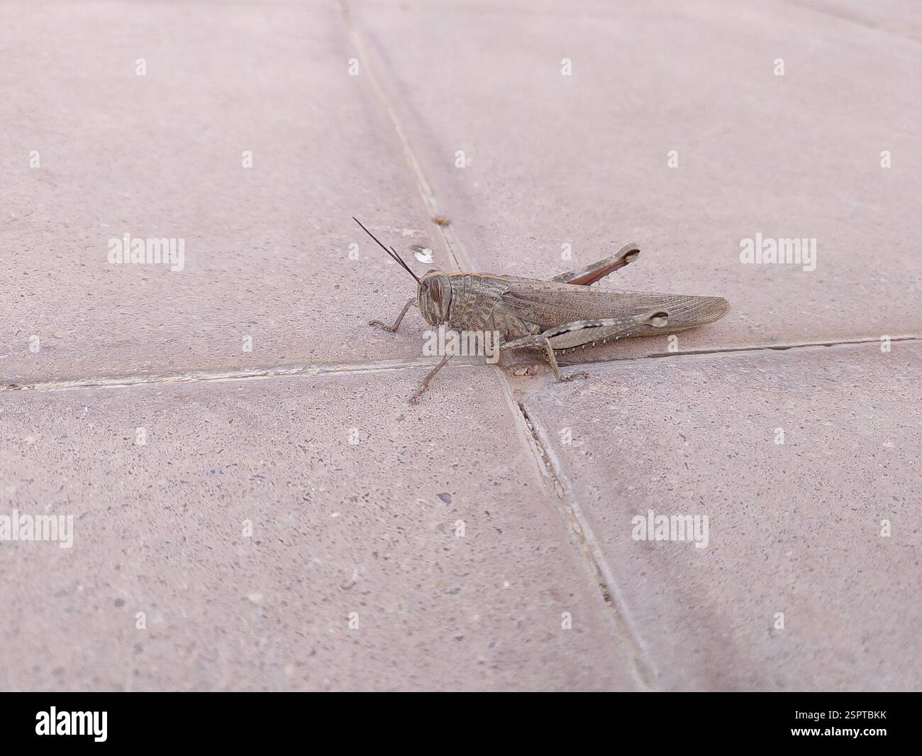 Egyptian Bird Grasshopper (Anacridium aegyptium), Insecta, Alicante, ES ...