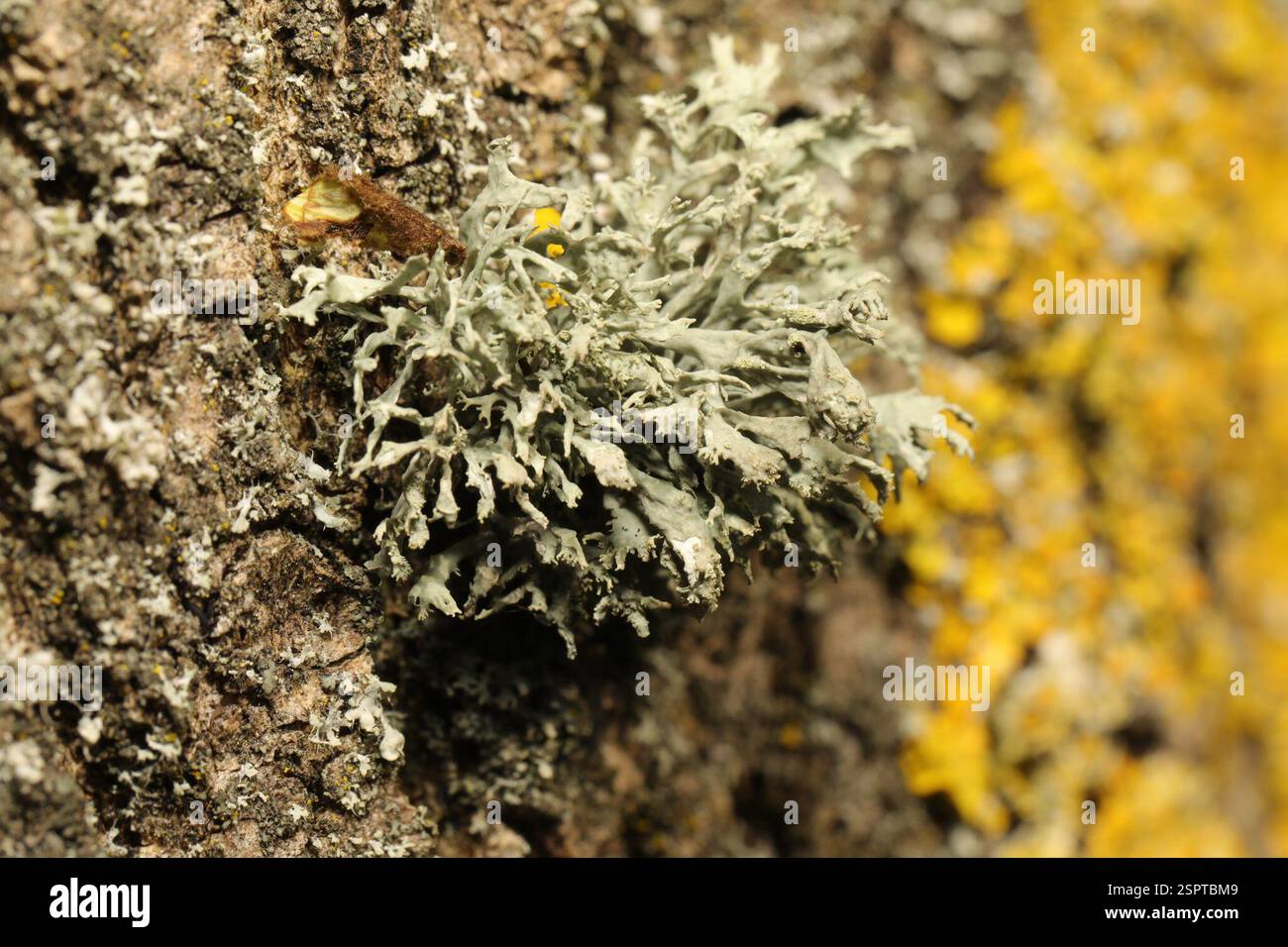 Oakmoss (Evernia prunastri), Fungi, Court Hey Park, Roby Road, Huyton ...