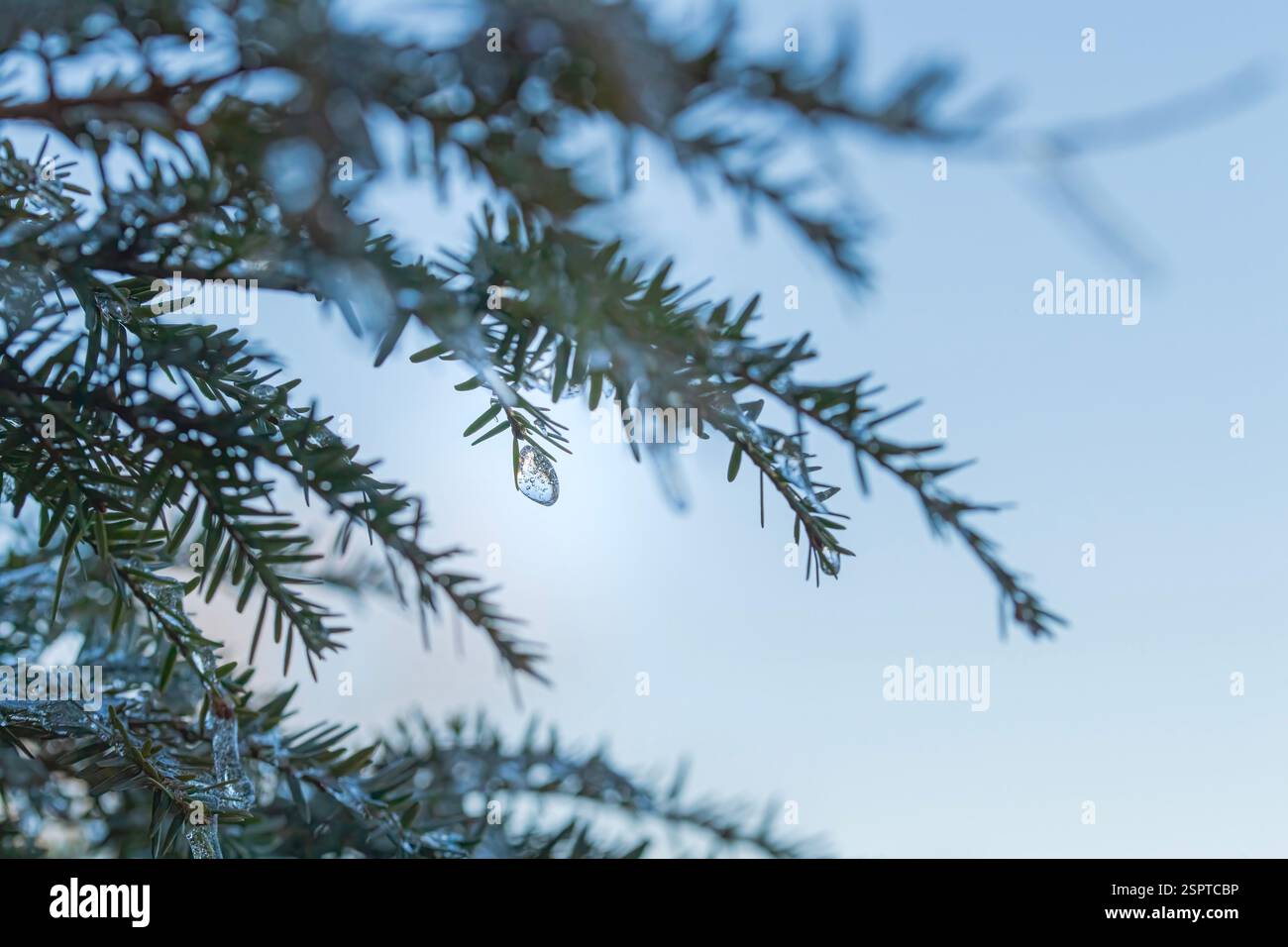 Ball of Ice Forms on a Fir Tree Creating a Beautiful Crystal Effect ...
