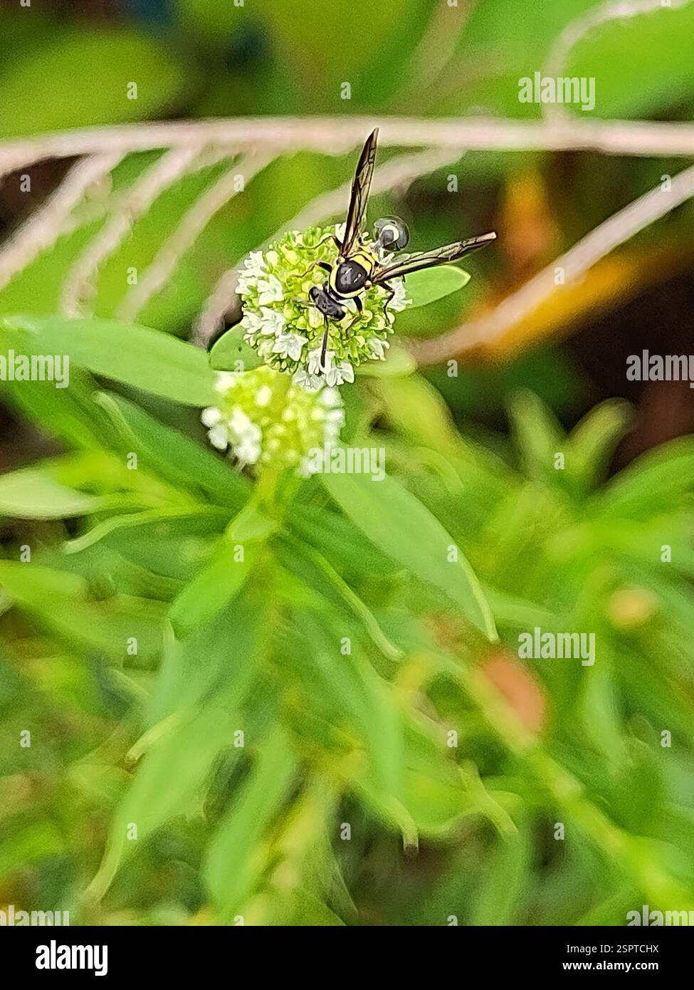 (Myrapetra), Insecta, FQ4W+G3C, Zanderij, Suriname Stock Photo - Alamy