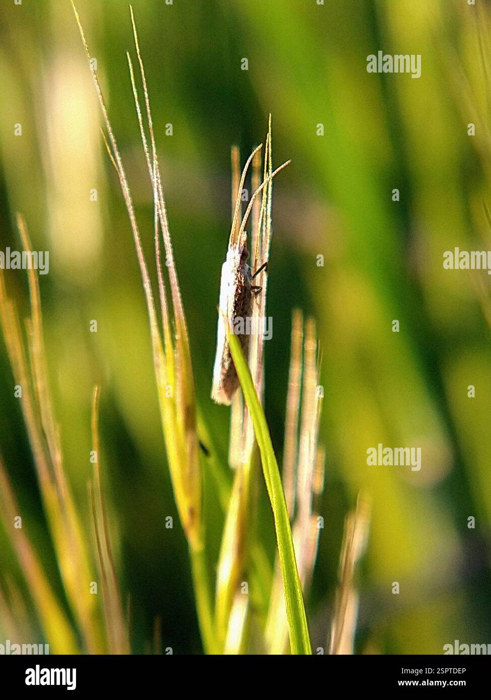 Diamondback Moth (Plutella xylostella), Insecta, California State ...