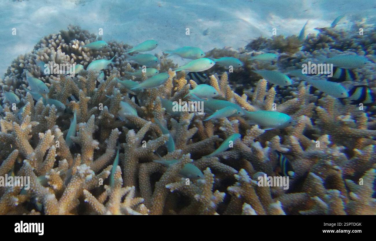 Blue-green Chromis (Chromis viridis), Actinopterygii, Kaafu Atoll ...