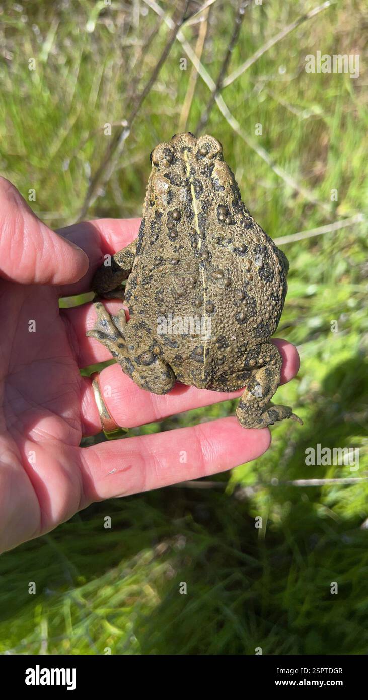 Western Toad (Anaxyrus boreas), Amphibia, Concord Stock Photo - Alamy