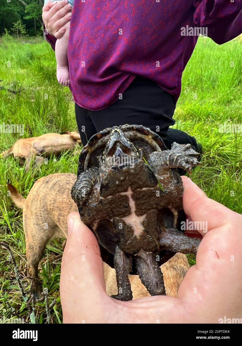 Eastern Musk Turtle (Sternotherus odoratus), Reptilia, Rockwater Way ...