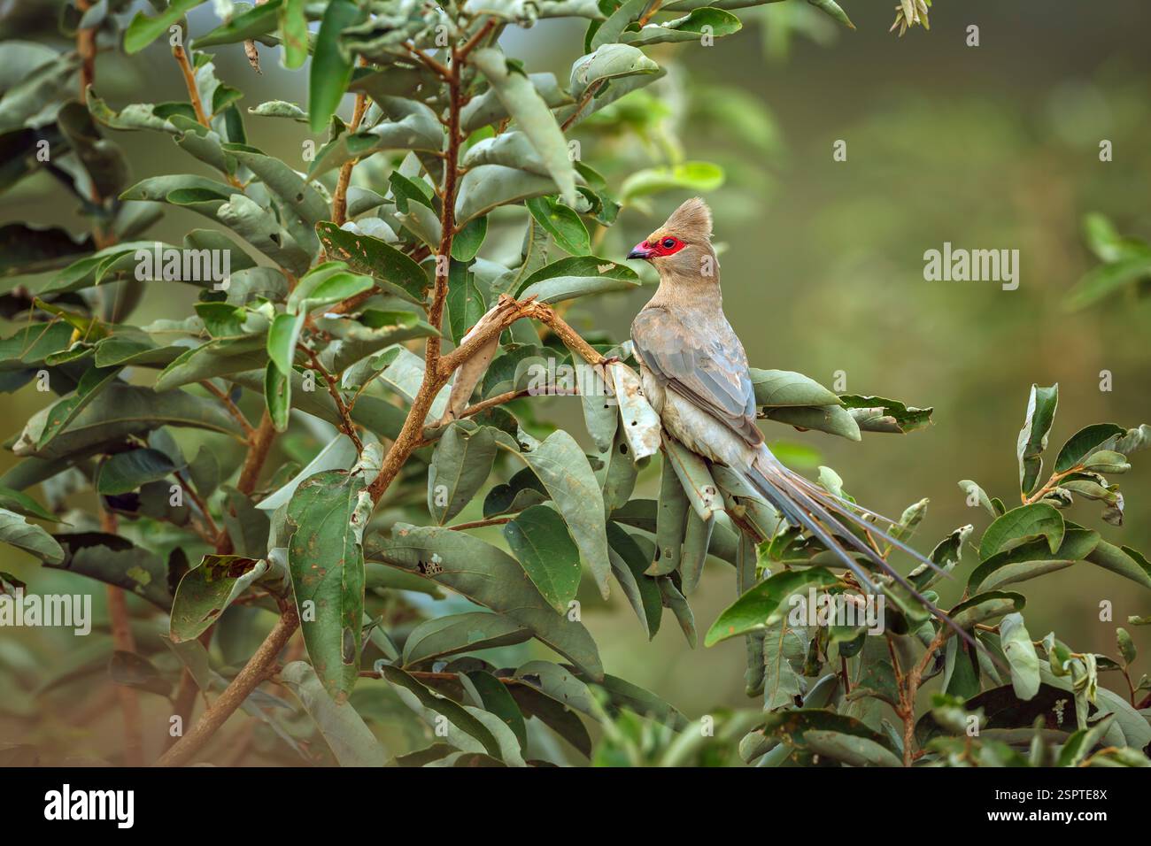 Red faced Mousebird standing on a green shrub in Greater Kruger ...