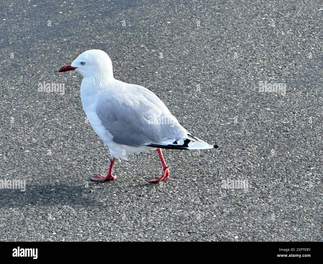Red-billed Gull (Chroicocephalus novaehollandiae scopulinus), Aves, Te ...