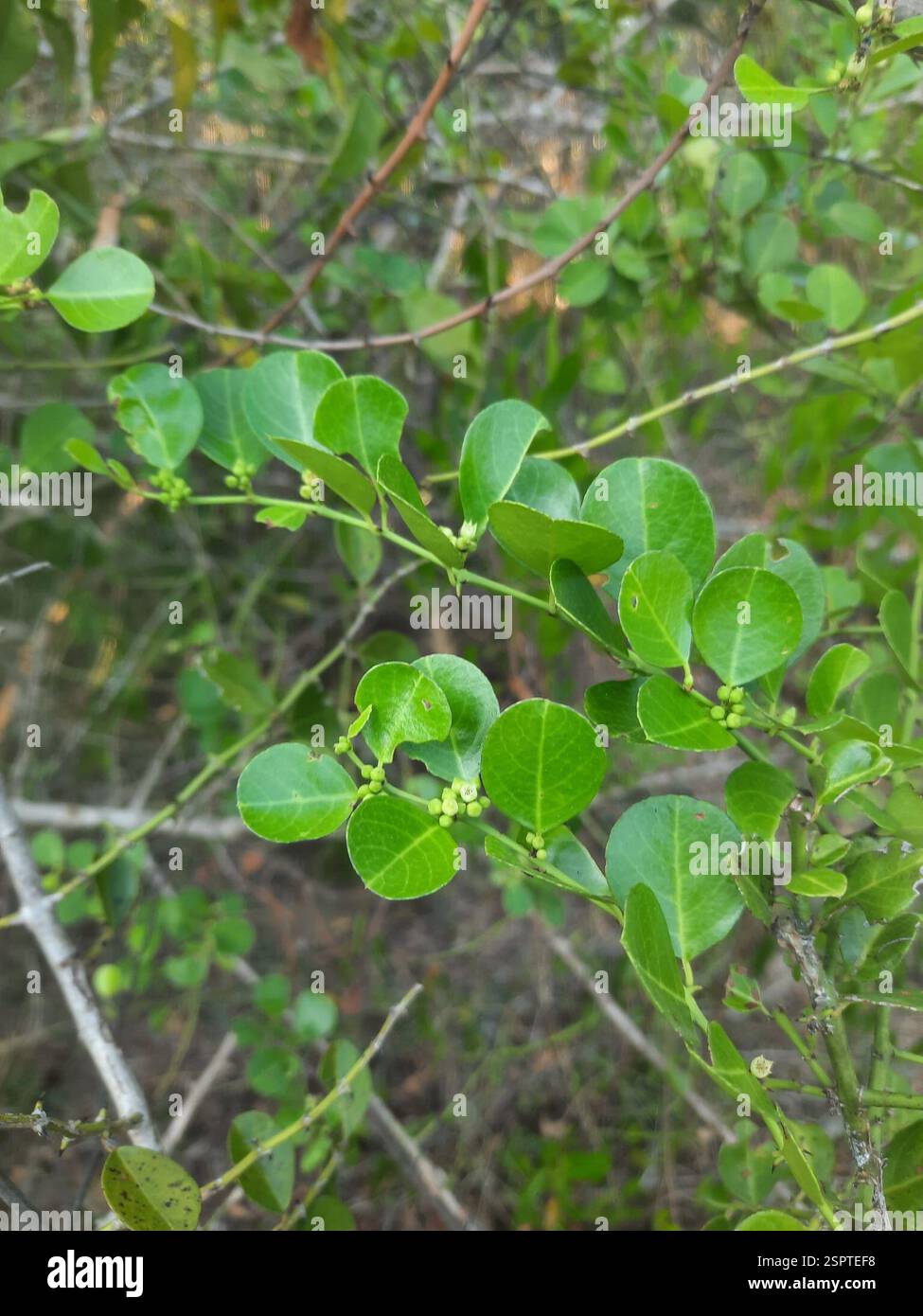 cat-thorn (Scutia myrtina), Plantae, Pakkamalai R.F., Tamil Nadu, India ...