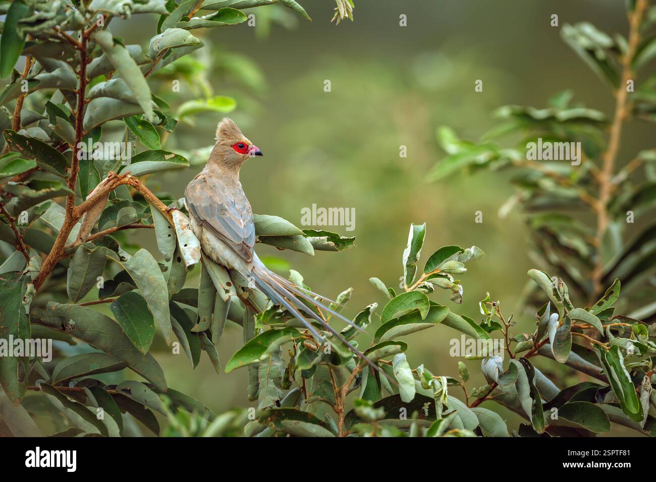 Red faced Mousebird standing on a green shrub in Greater Kruger ...