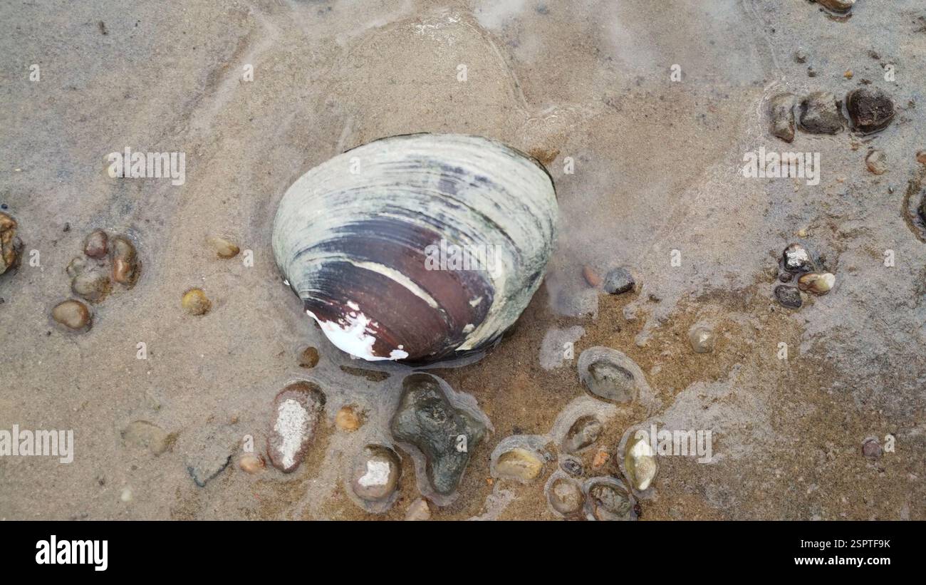 Freshwater Mussels (Unionida), Mollusca, Mandisovi, Desconozco esta ...