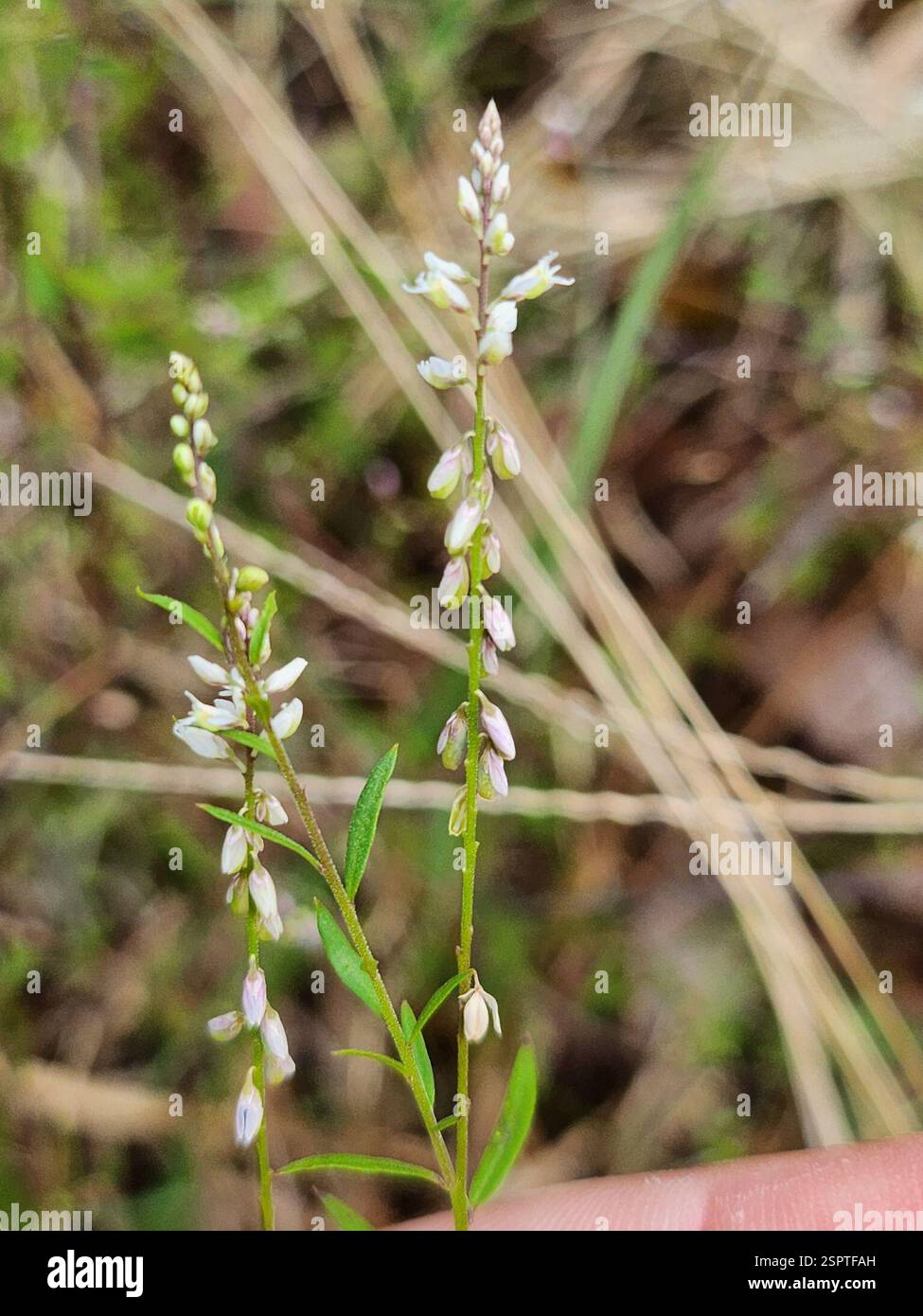 milkwort (Senega paniculata), Plantae, Manumbar QLD 4601, Australia ...