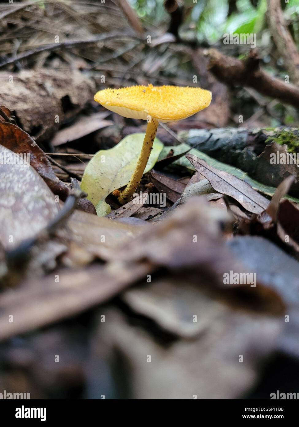 Golden-scruffy Collybia (Cyptotrama asprata), Fungi, Moturoa, New ...