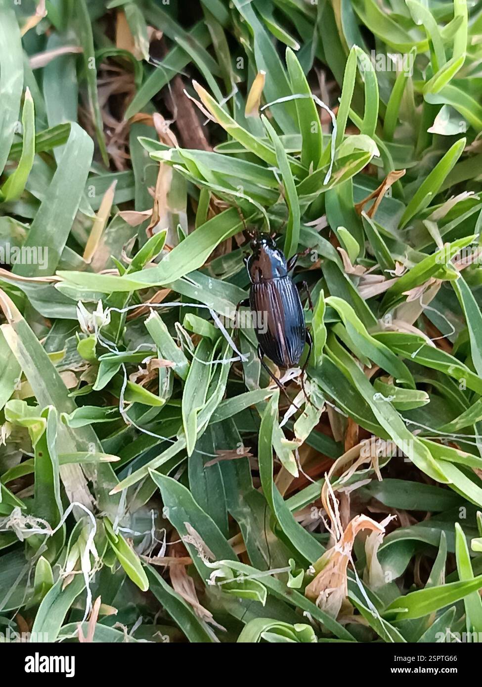Ground Beetles (Carabidae), Insecta, RQXJ+53Q, Ayacucho 05001, Perú ...
