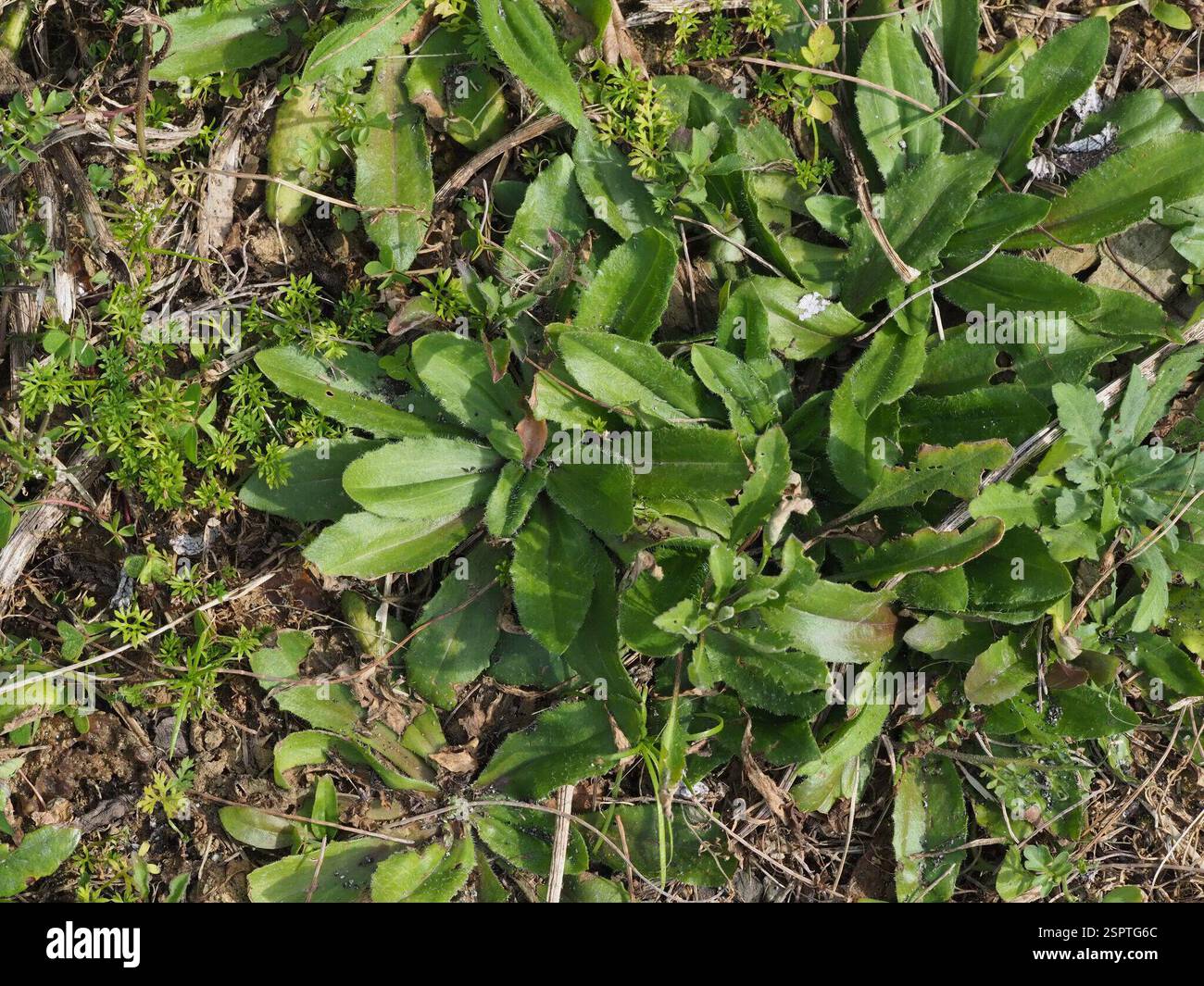 dwarf plantain (Plantago virginica), Plantae, 台灣新北市 Stock Photo - Alamy