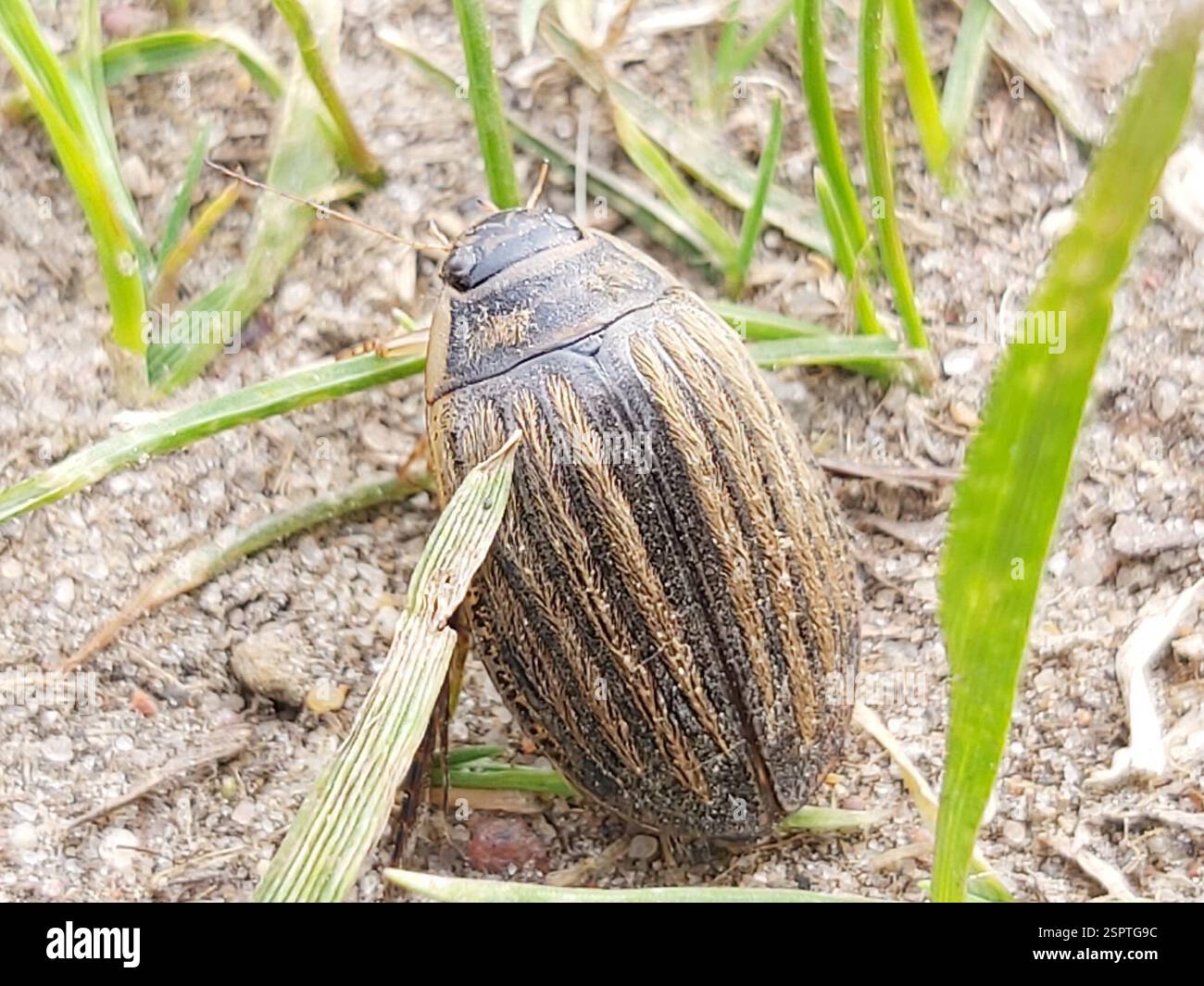 Lesser Diving-beetle (Acilius sulcatus), Insecta, 60104, Lietuva Stock ...