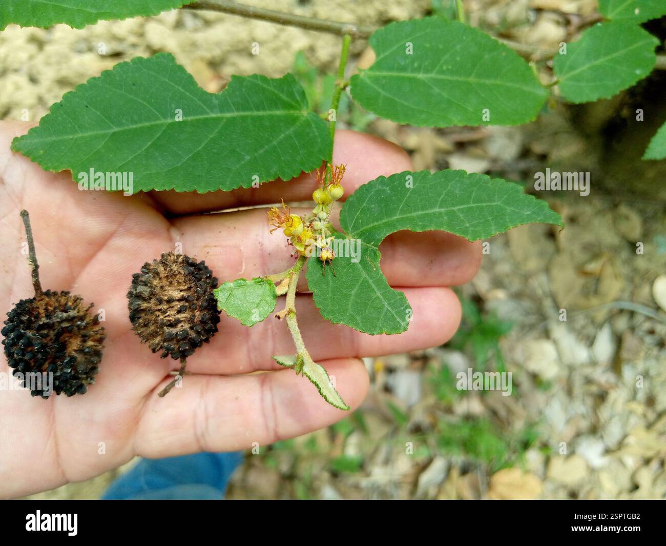 Especies de plantas hi-res stock photography and images - Alamy
