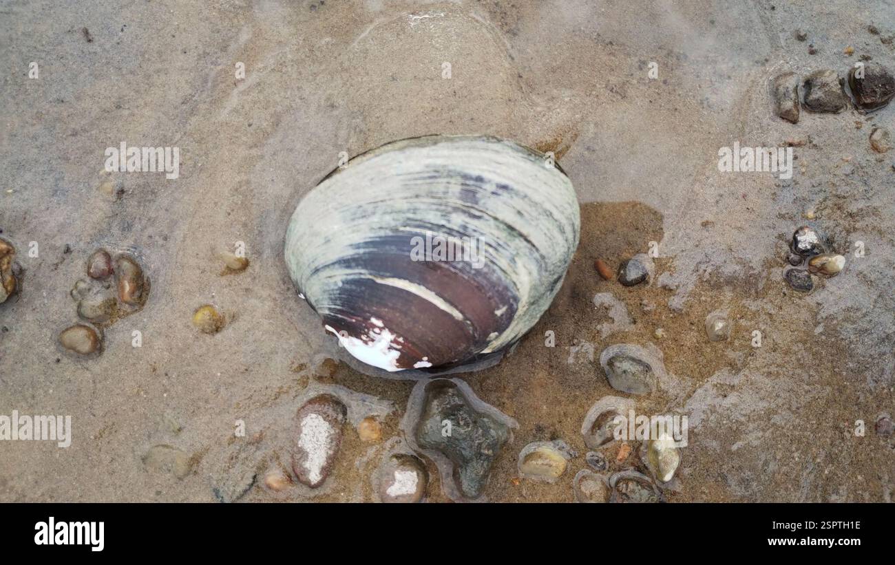 Freshwater Mussels (Unionida), Mollusca, Mandisovi, Desconozco esta ...