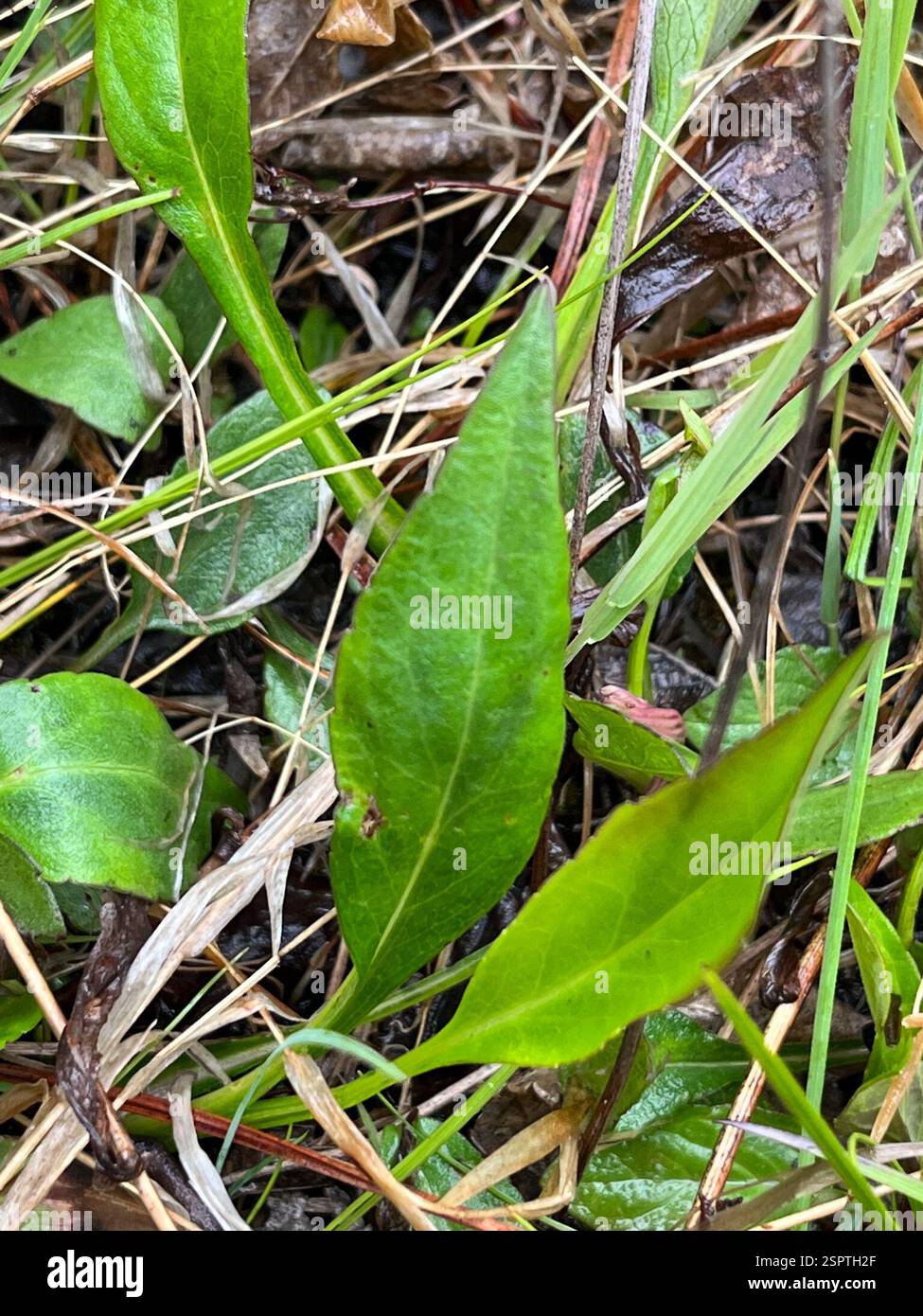 Rhiannon's Aster (Symphyotrichum rhiannon), Plantae, North Carolina, US ...