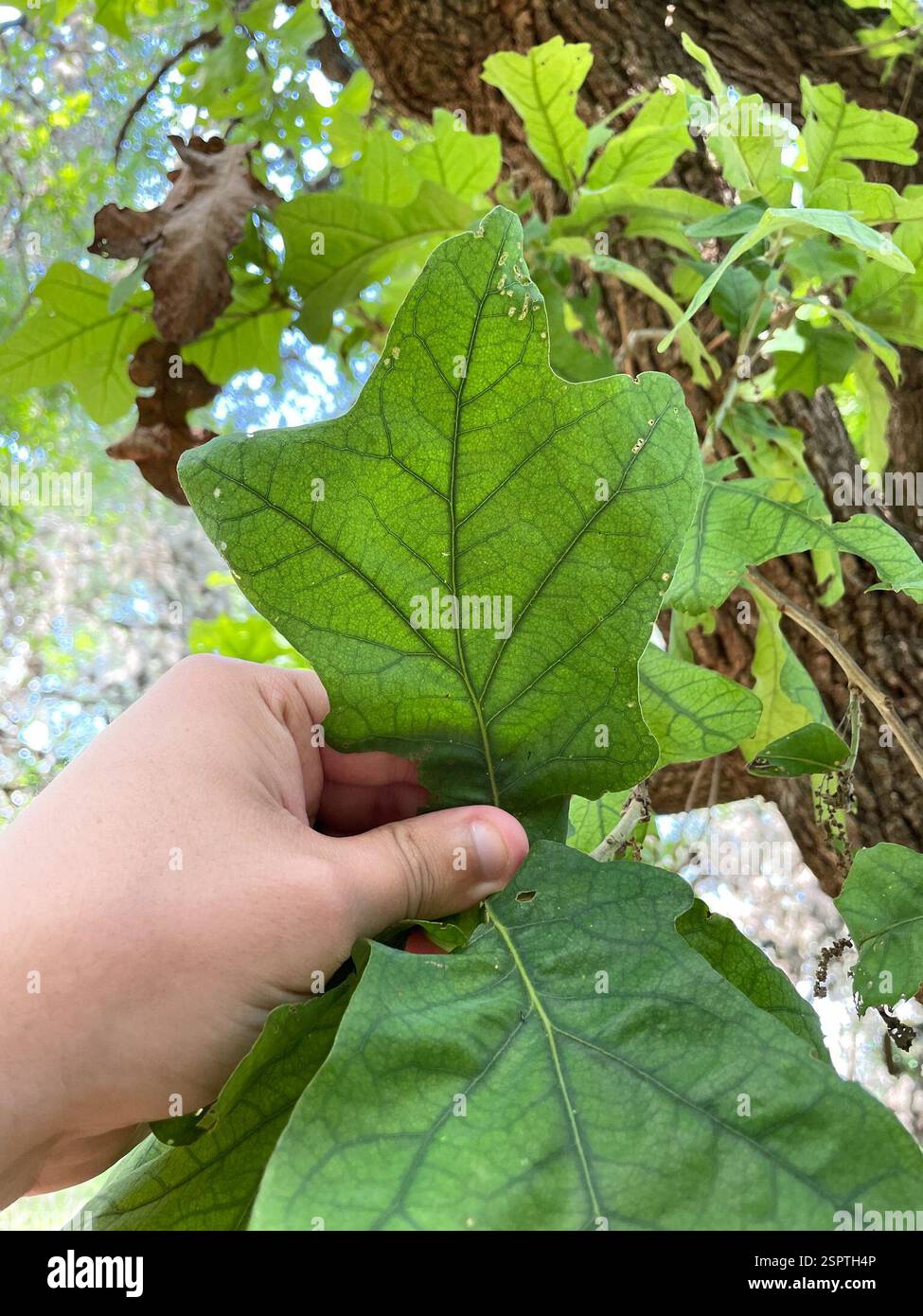 post oak (Quercus stellata), Plantae, Boerne City Park, Boerne, TX, US ...