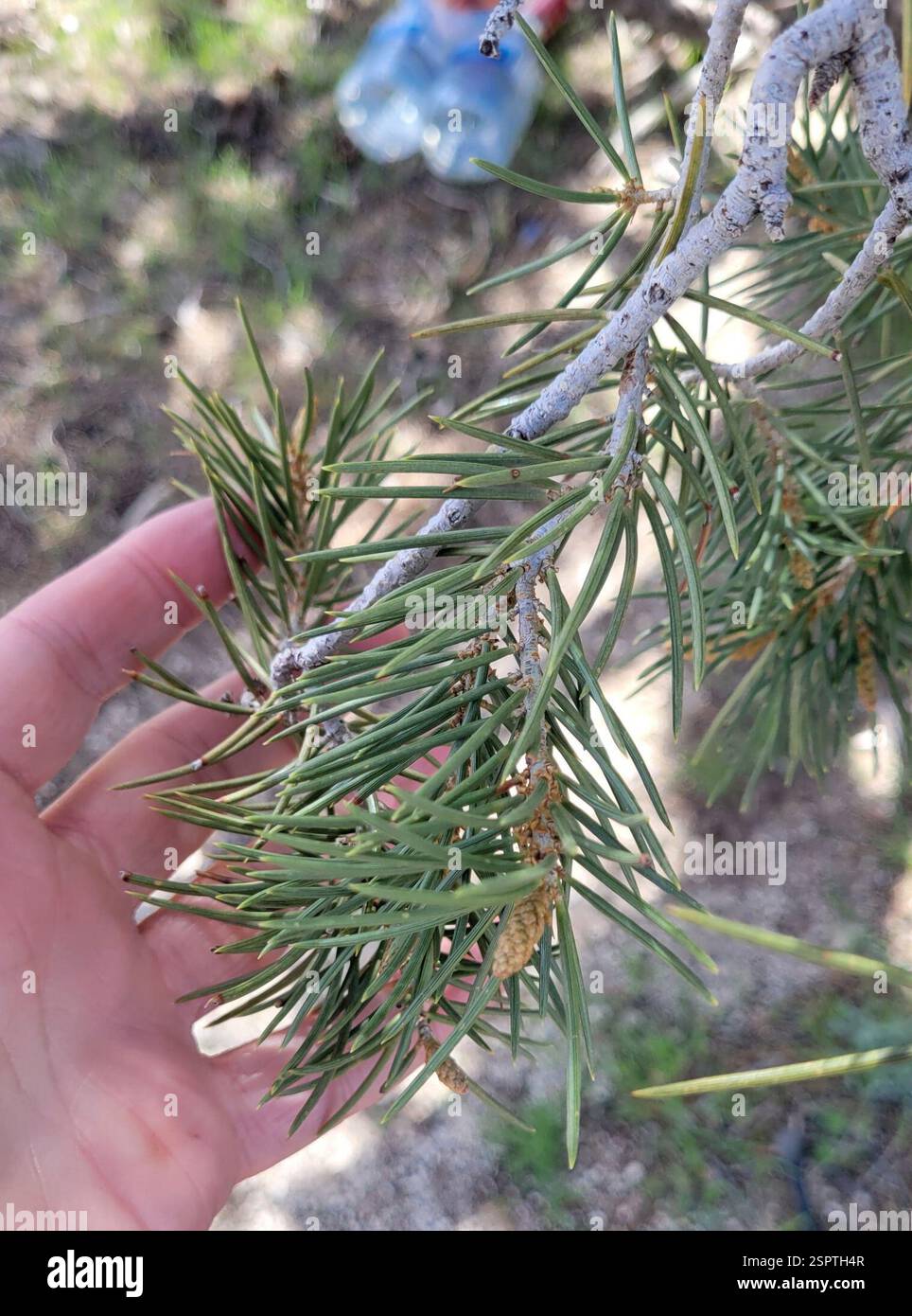 singleleaf pinyon (Pinus monophylla), Plantae, Walker Pass at Hwy. 178 ...