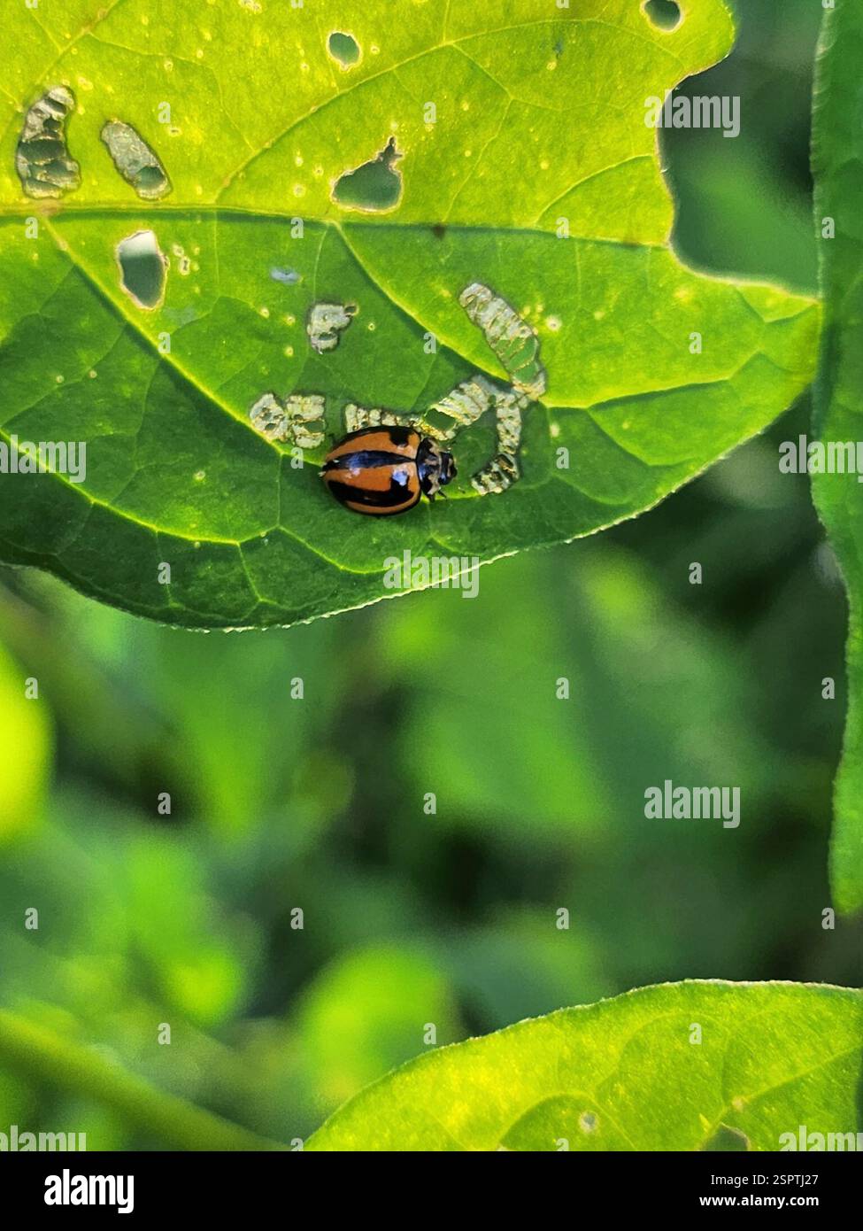 Striped Ladybird (Micraspis frenata), Insecta, Dolphin Point Stock ...